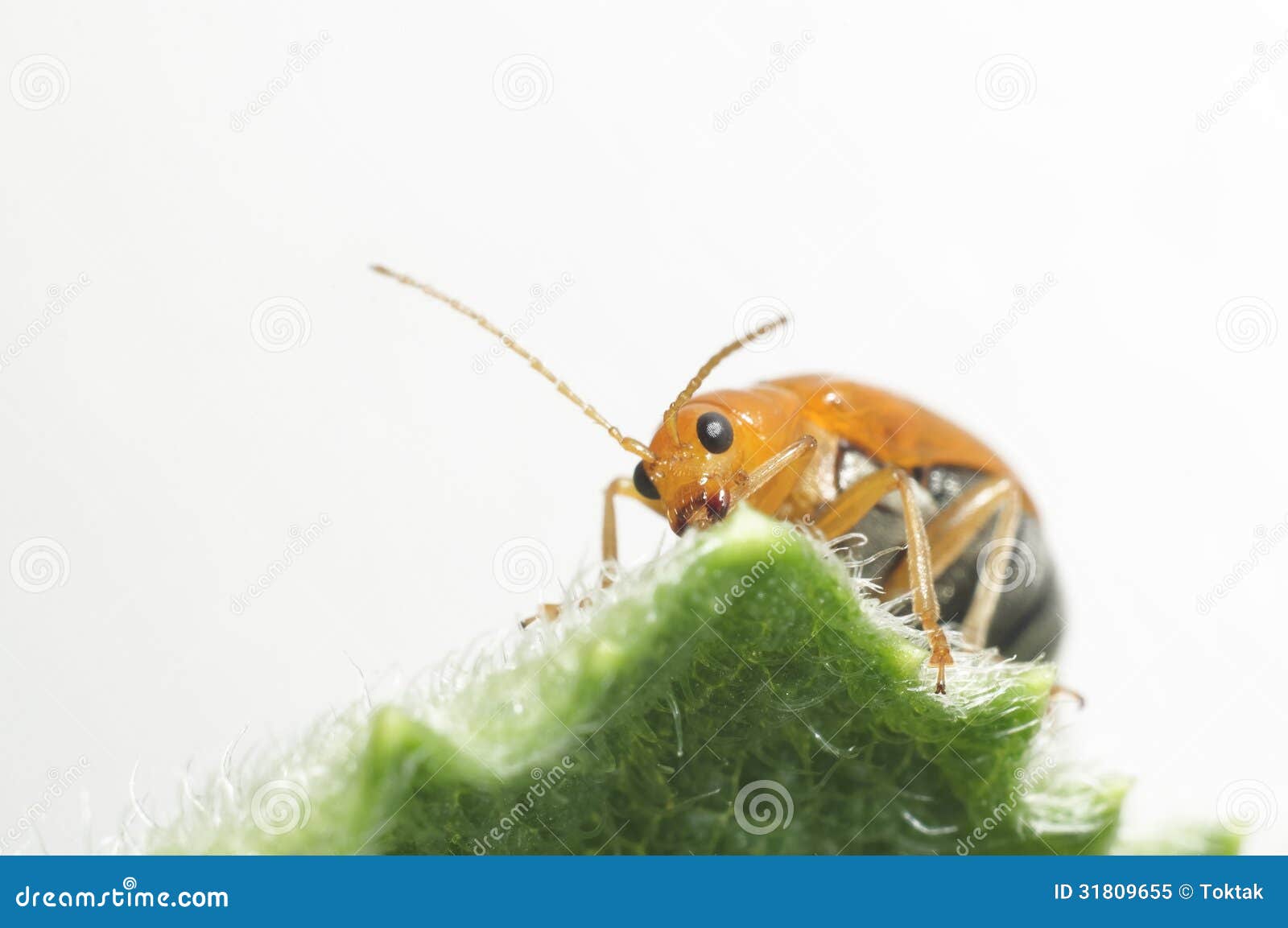 Orange Insect Feeding Nutrient on Green Leaf. Stock Image - Image of ...