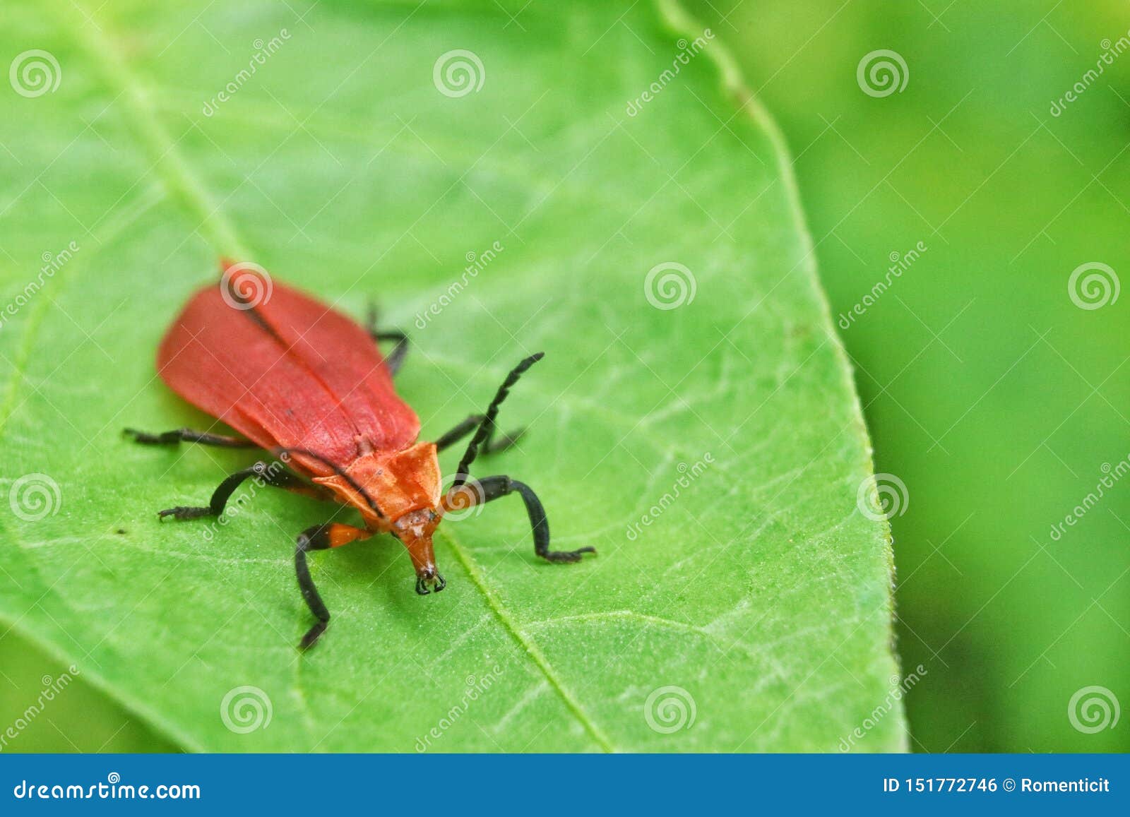 Orange Insect on Green Leaves Stock Photo - Image of background ...
