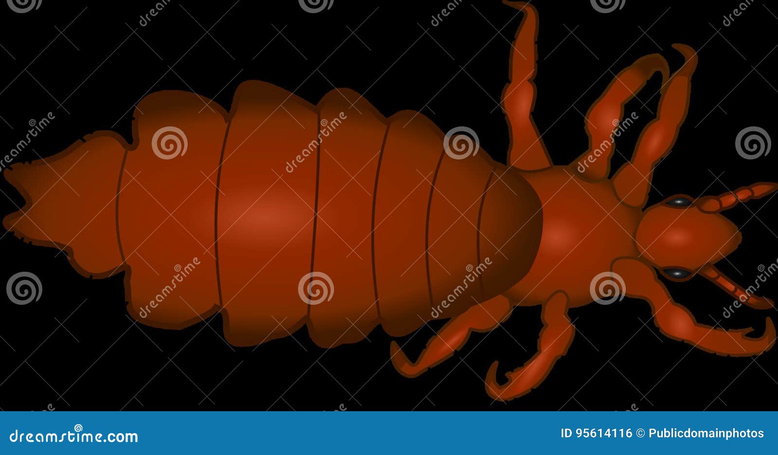 Orange, Insect, Invertebrate, Organism Picture. Image: 95614116