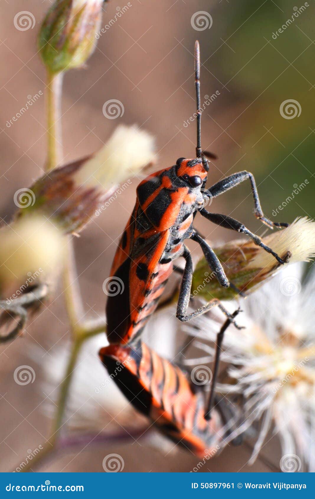 Orange insect Pentatomidae stock image. Image of orange - 50897961
