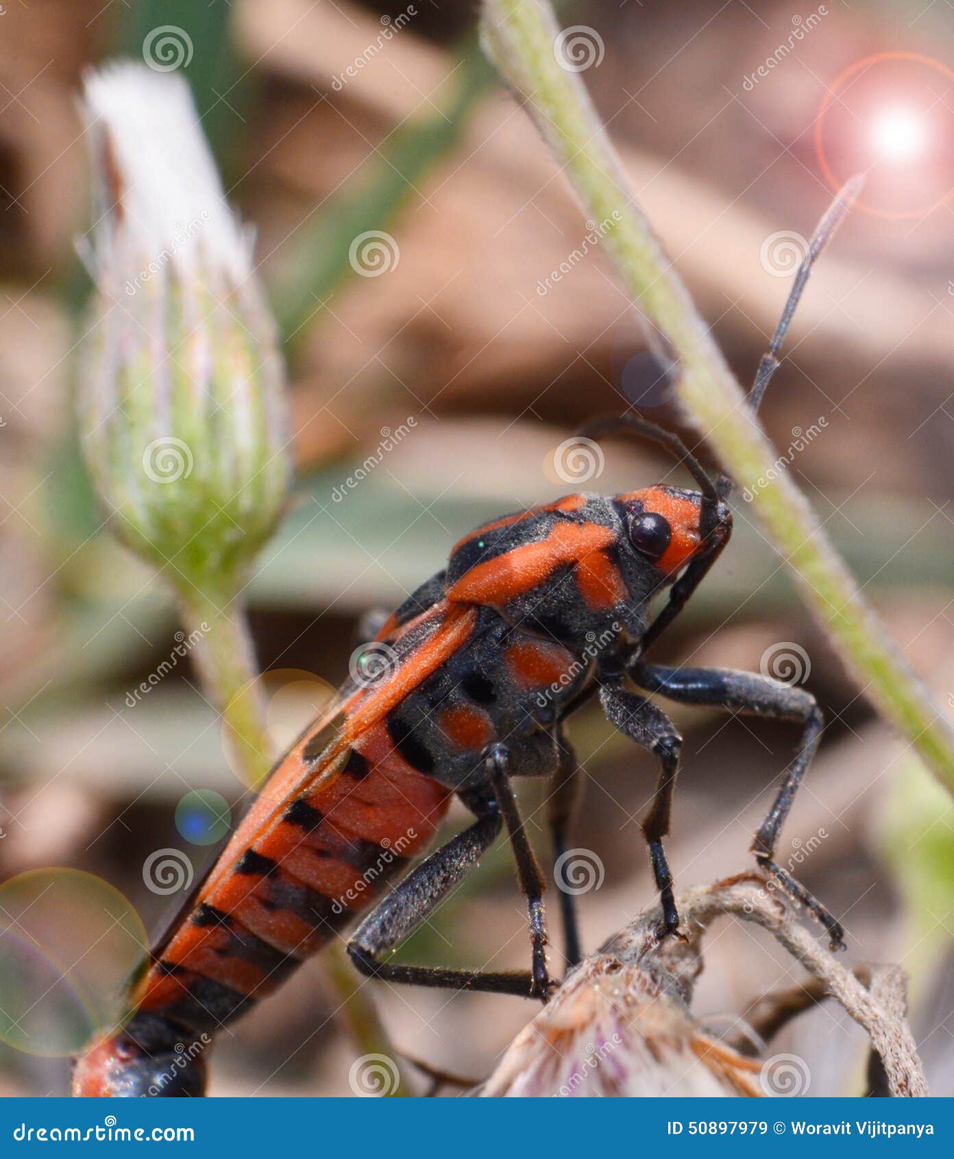 Orange insect Pentatomidae stock image. Image of colors - 50897979