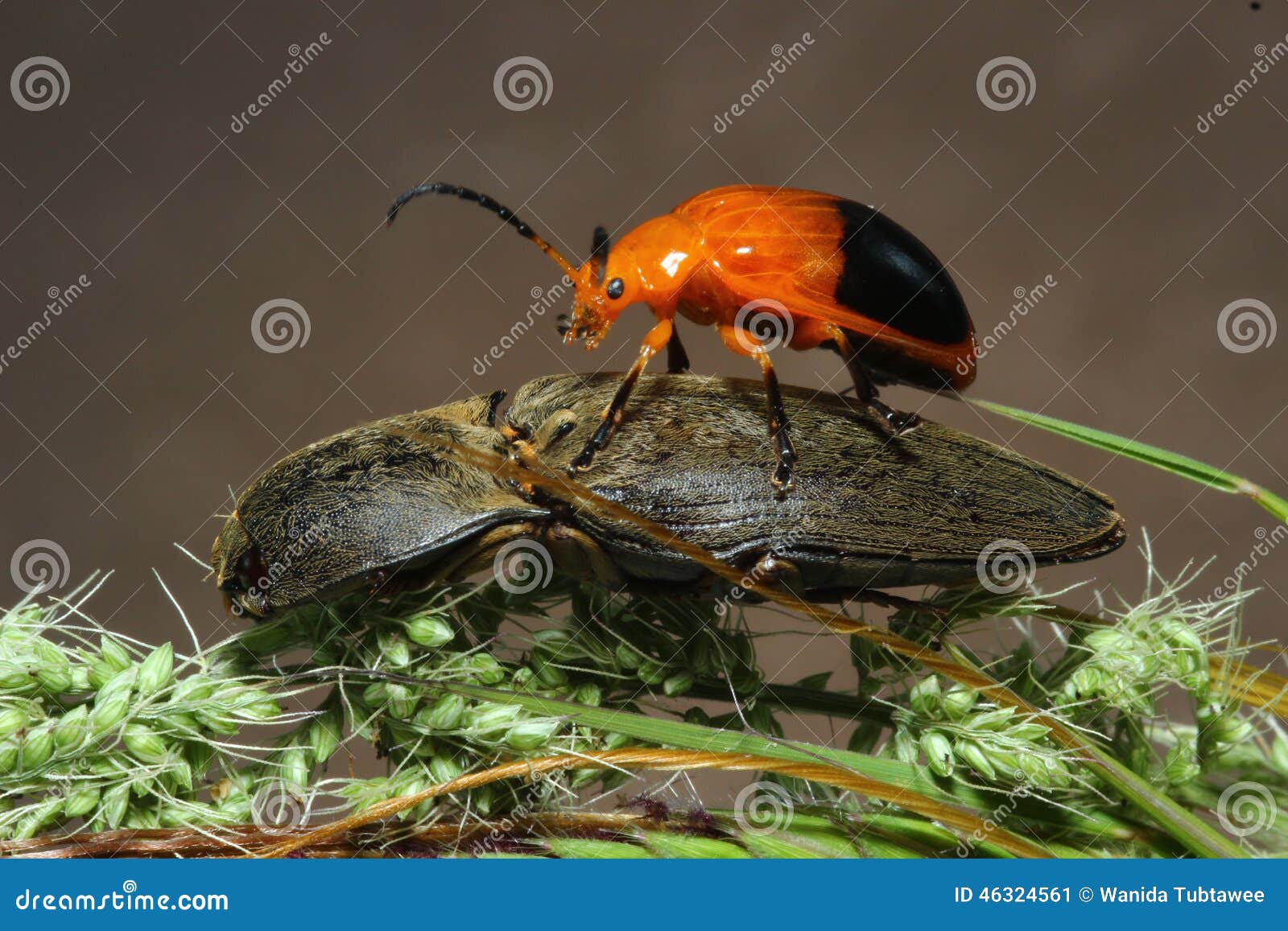 Orange insect stock image. Image of closeup, colourful - 46324561