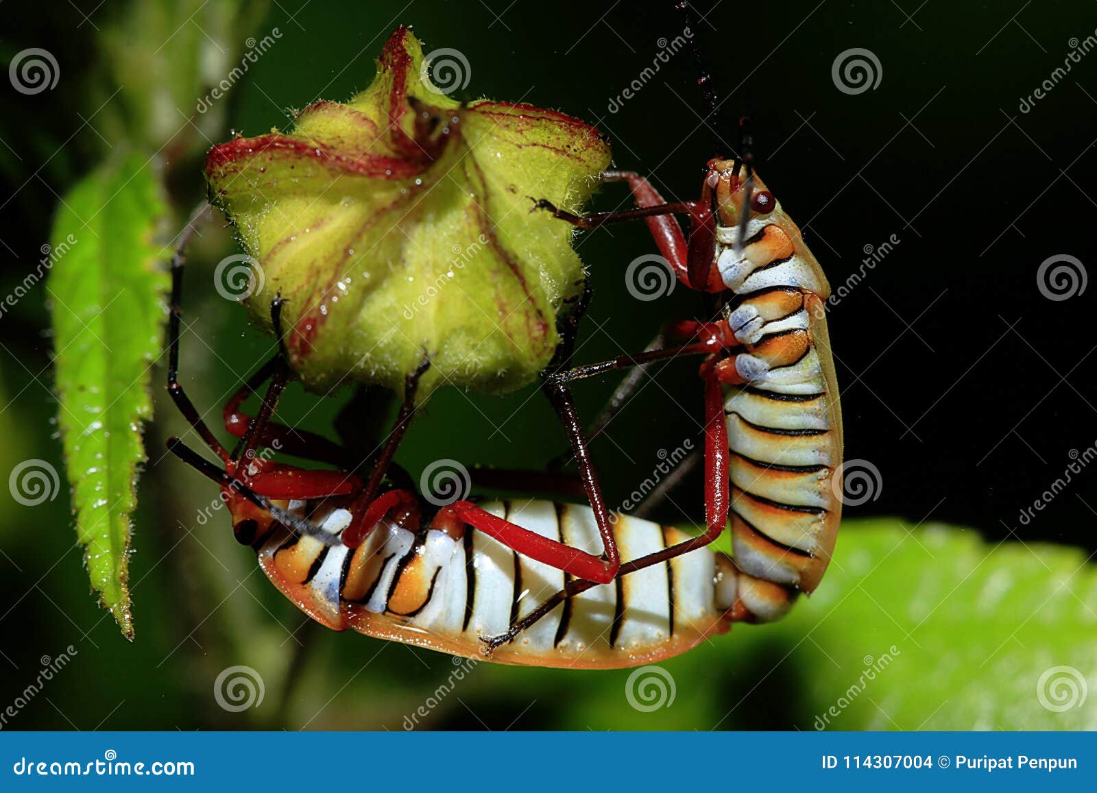 Orange Insects are Mating on a Tree. Stock Photo - Image of caterpillar ...