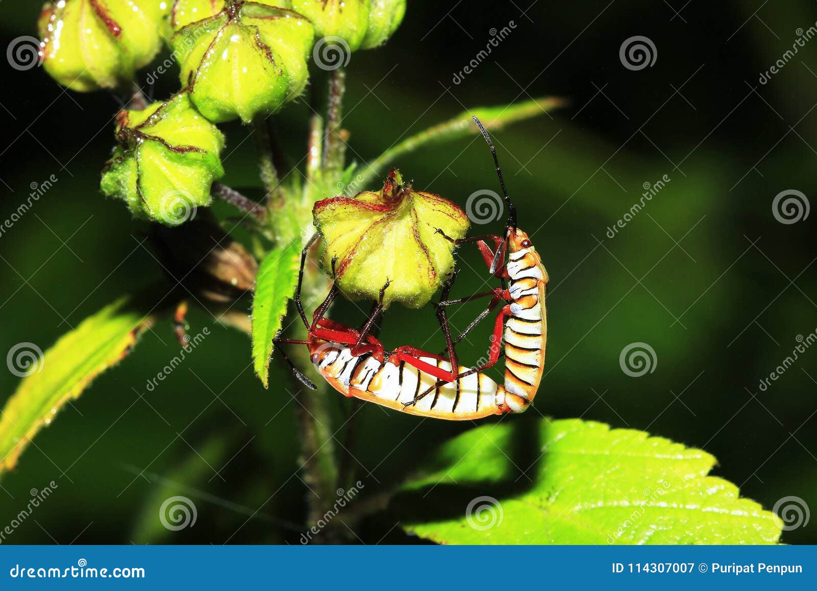 Orange Insects are Mating on a Tree. Stock Image - Image of agriculture ...