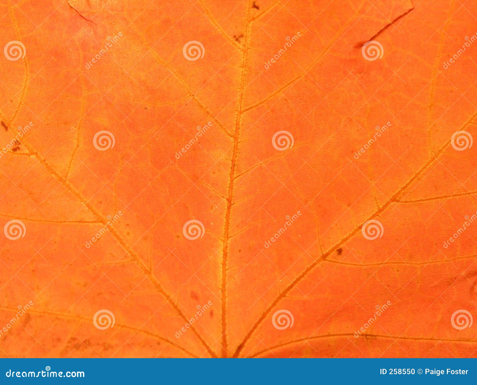 Orange Intensity stock photo. Image of golden, blazing - 258550