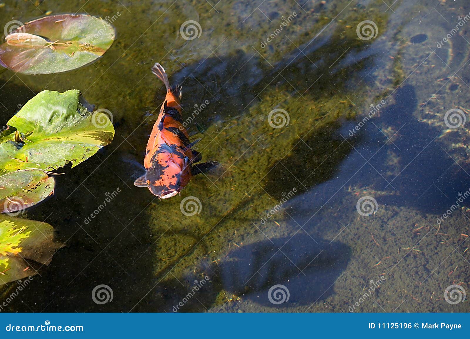 Orange Japanese Koi Fish stock photo. Image of mouth - 11125196