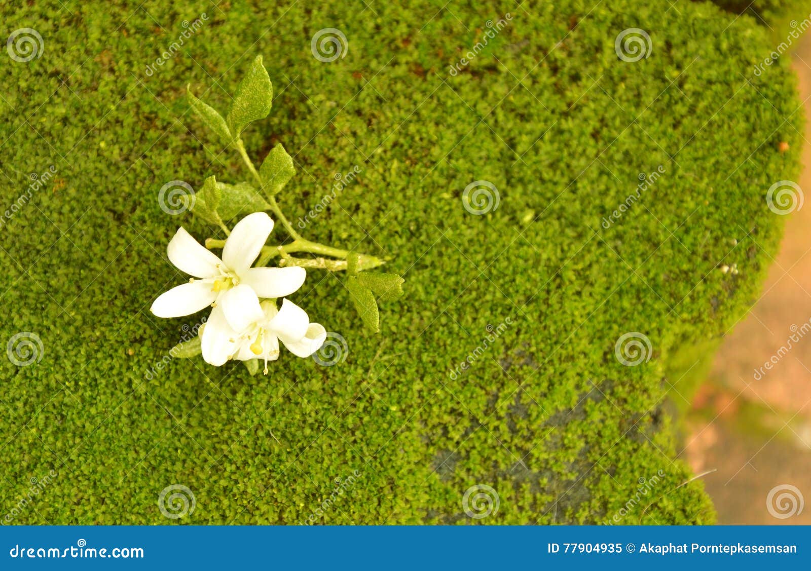 Orange Jasmine Falling on Moss Ground Stock Image - Image of fall ...