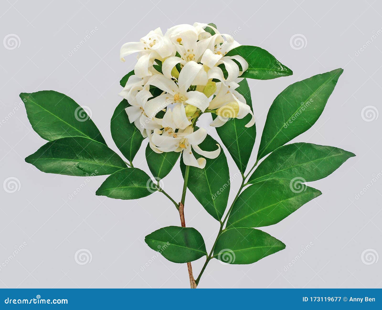 Orange Jasmine Flower Isolated on White Background Stock Image - Image ...