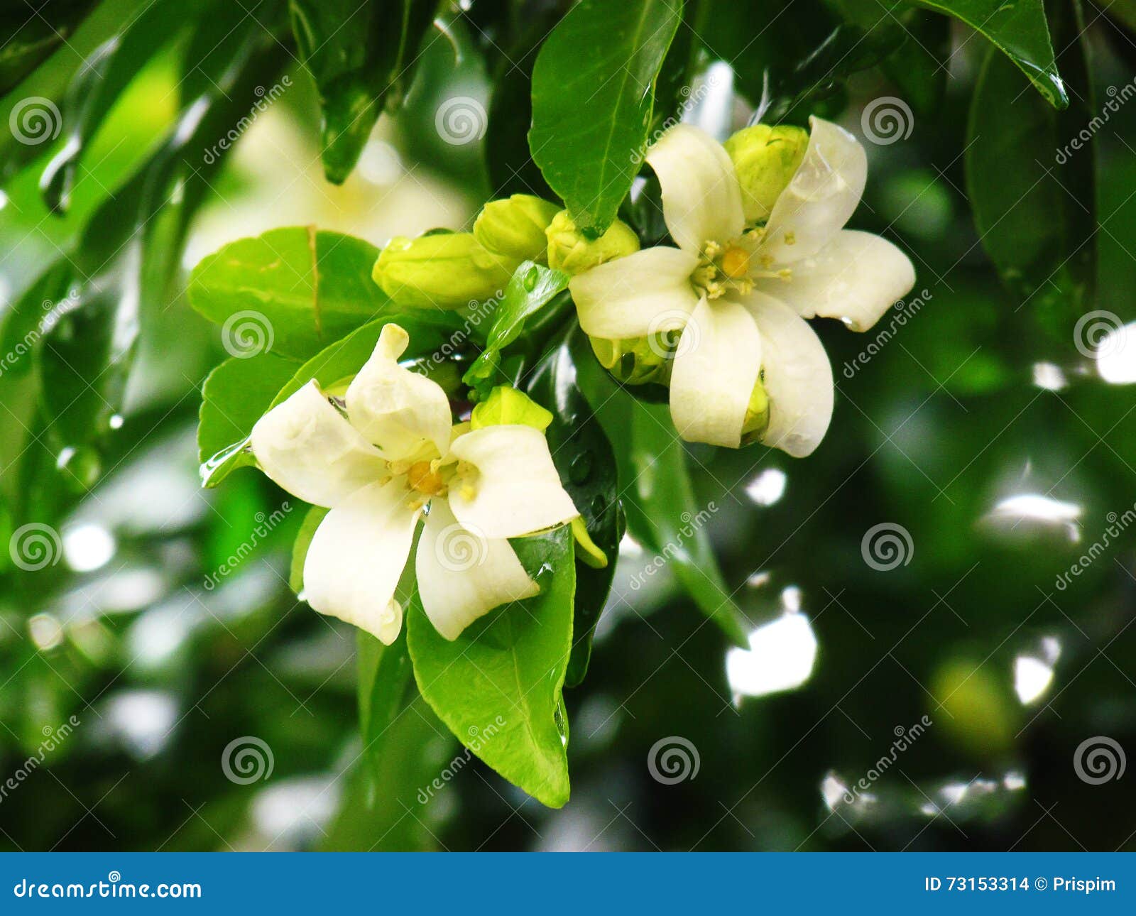 Orange Jasmine Flower Or Murraya Paniculata Isolated On White ...