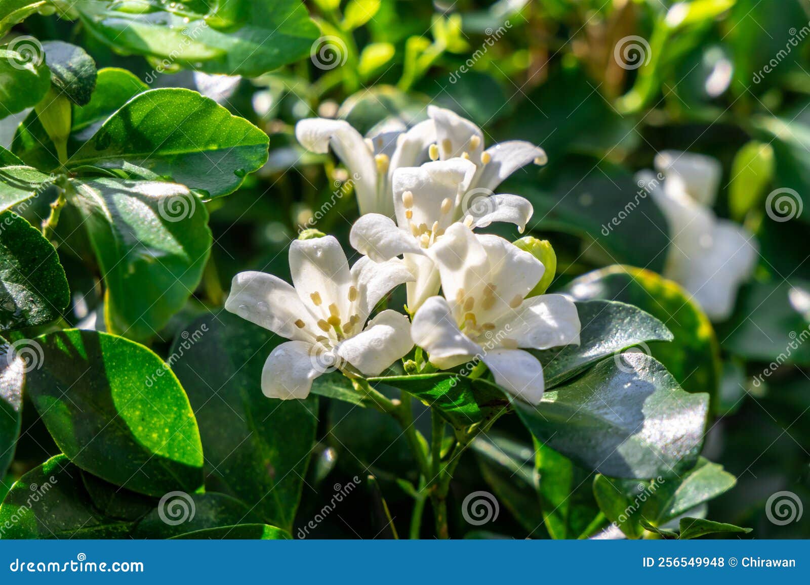 Orange Jasmine Murraya Paniculata Flower Blooming Stock Photo - Image ...