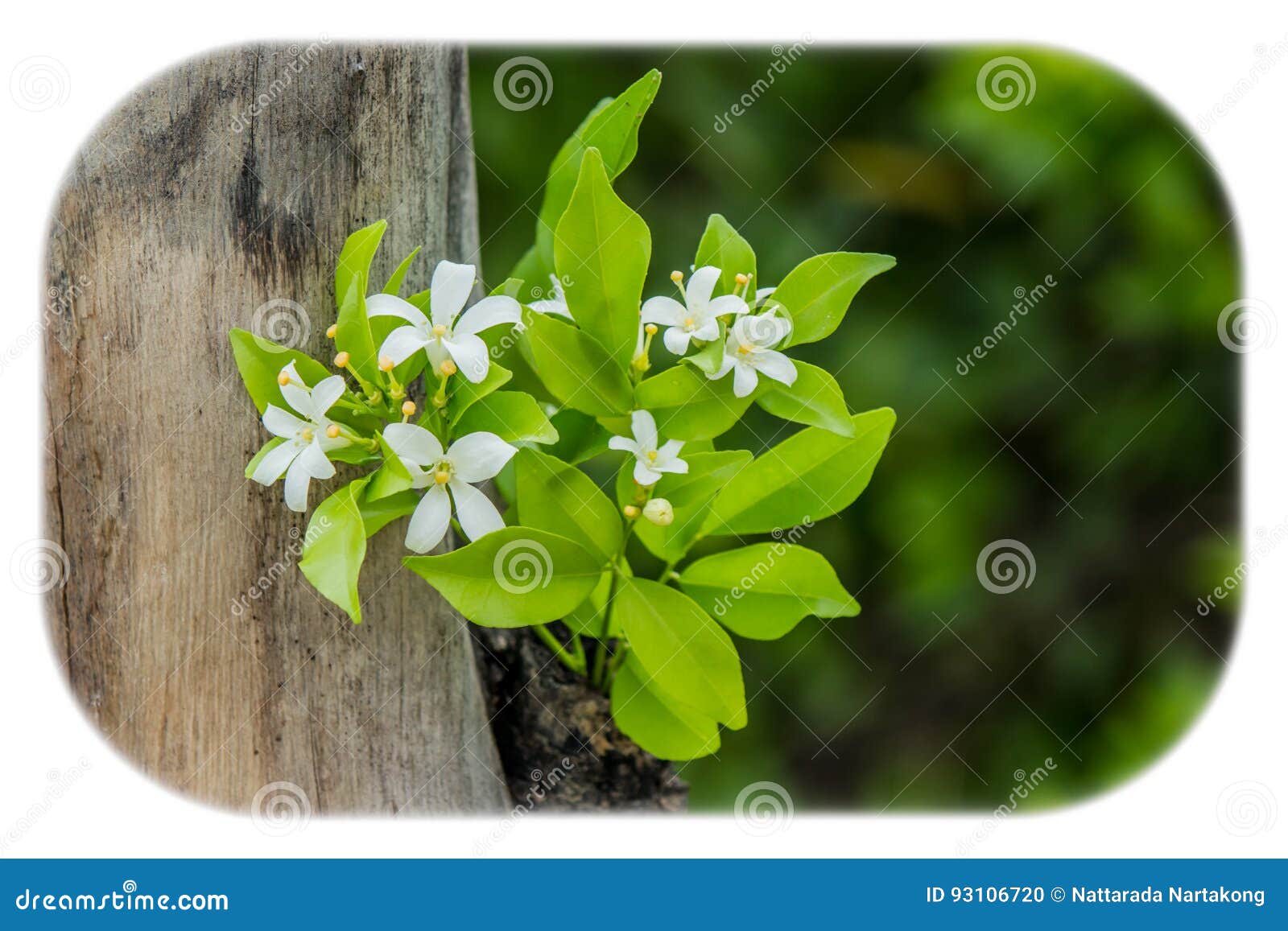 Orange jasmine stock photo. Image of color, beauty, beautiful - 93106720