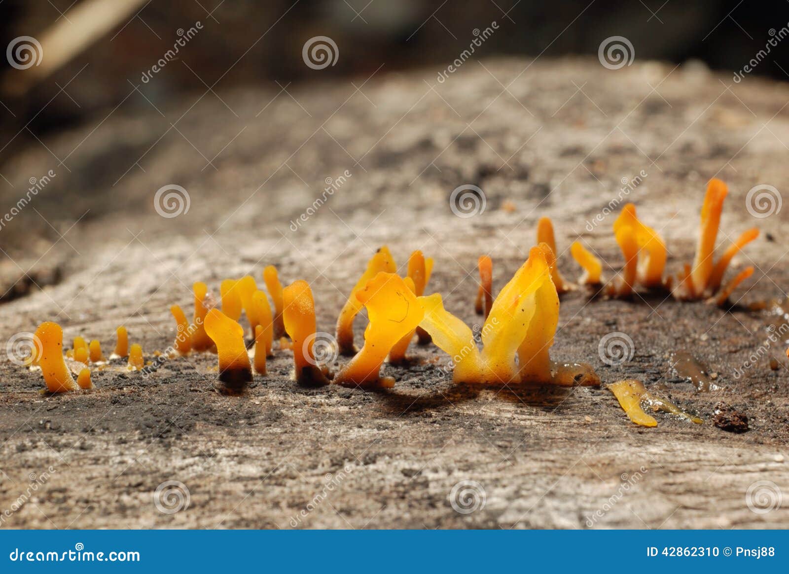 Orange jelly fungus stock photo. Image of environment - 42862310