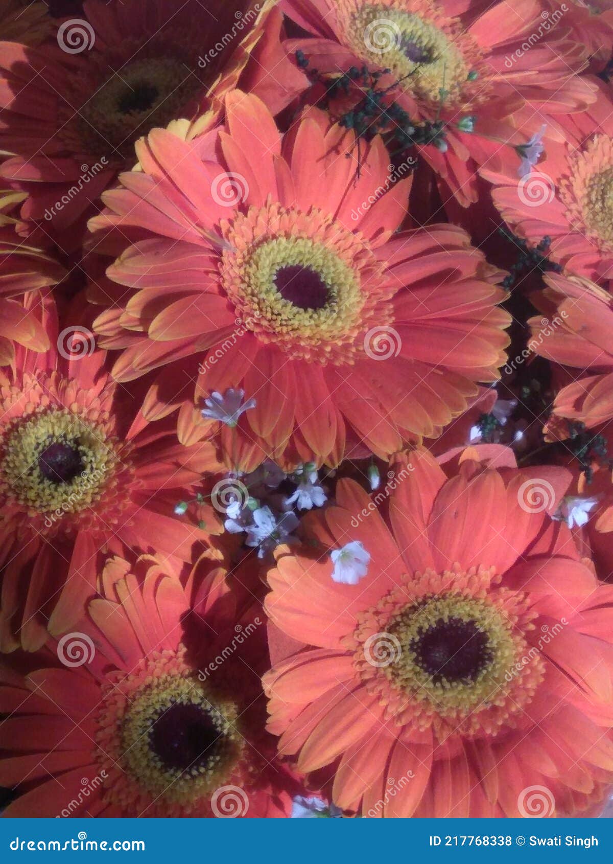 Jerbera Flowers Stock Photos - Free & Royalty-Free Stock Photos from ...