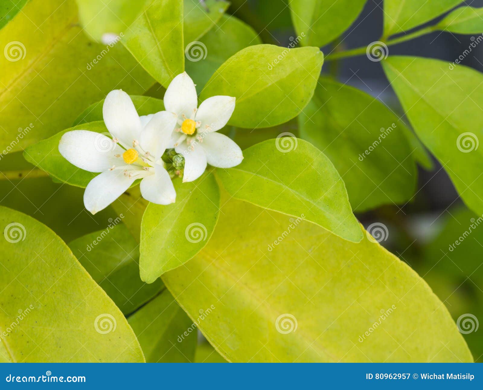 Orange Jessamine Flower Blooming Stock Image - Image of color, branch ...