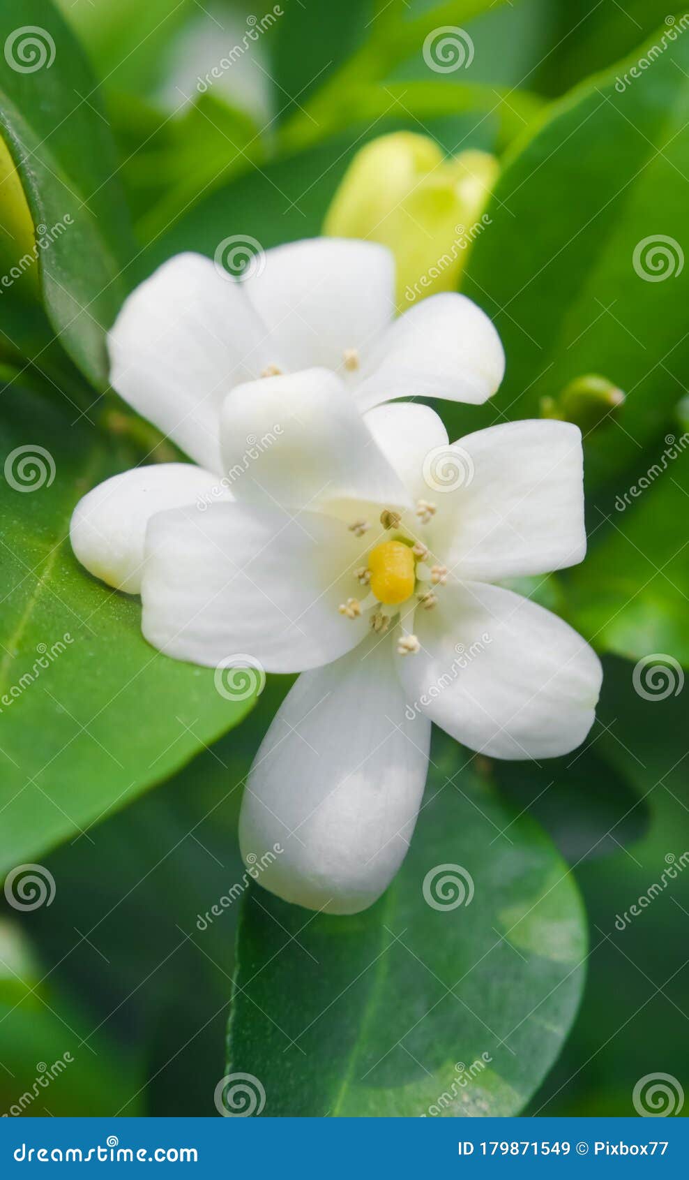 Orange Jessamine Flower Blossom Murraya Paniculata Stock Image - Image ...