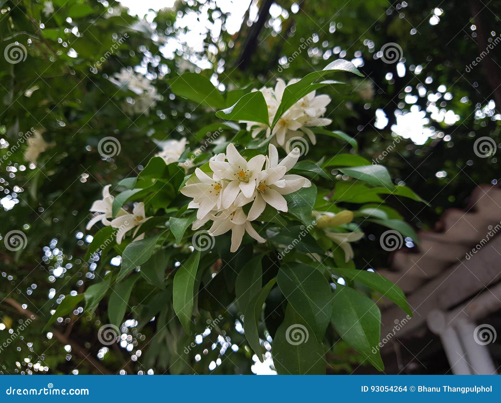 Orange Jessamine Flower Bouquet Stock Photo - Image of jessamine, aroma ...