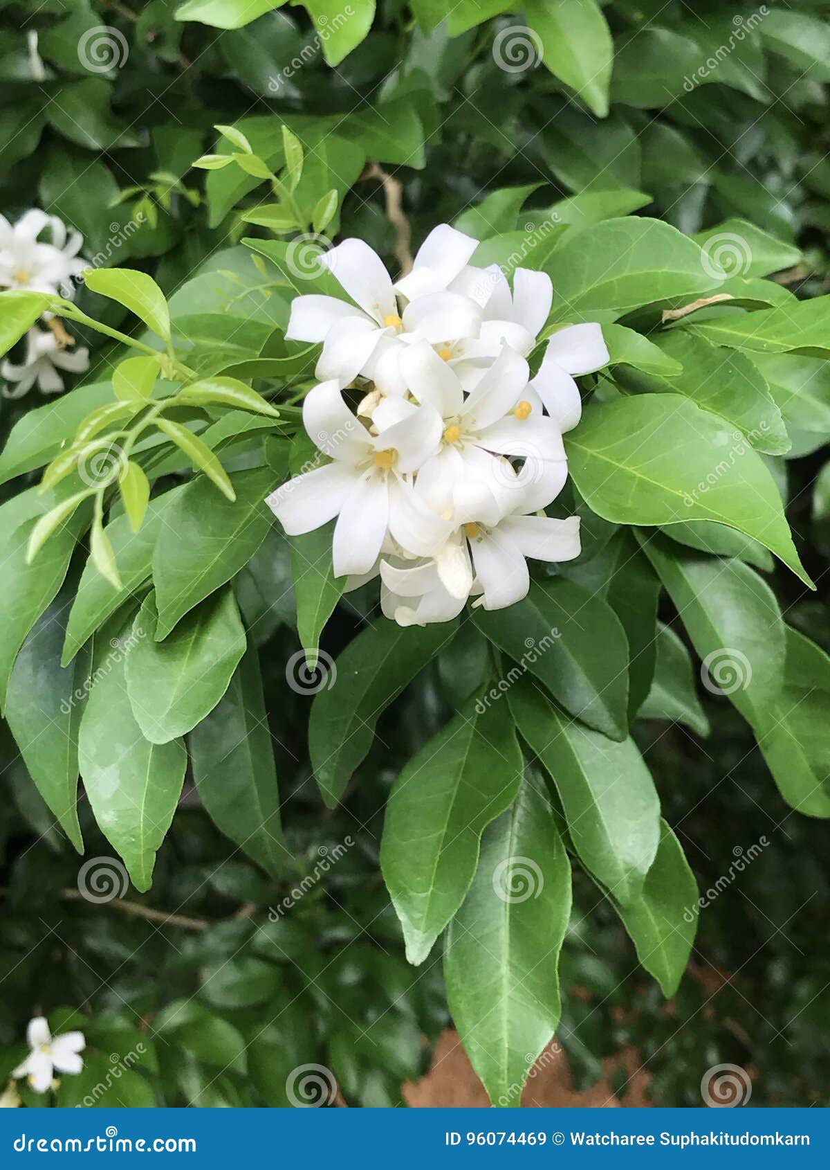 Orange jessamine flower. stock image. Image of garden - 96074469