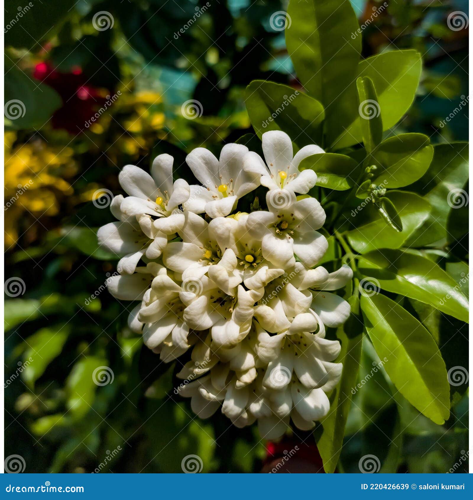 Orange Jessamine flowers stock image. Image of evergreen - 220426639