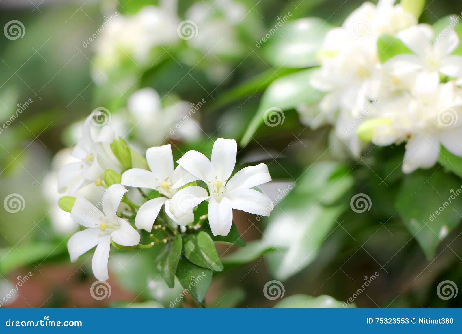 Orange Jessamine flowers stock image. Image of murraya - 75323553