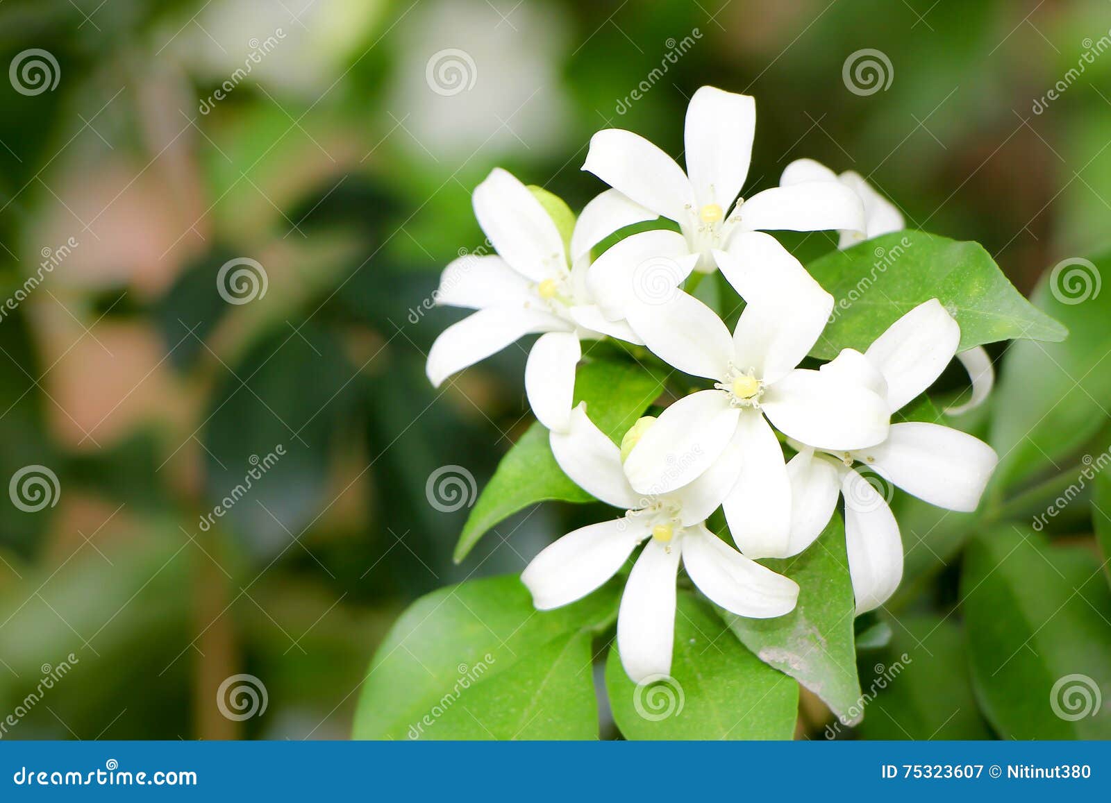 Orange Jessamine flowers stock image. Image of thailand - 75323607