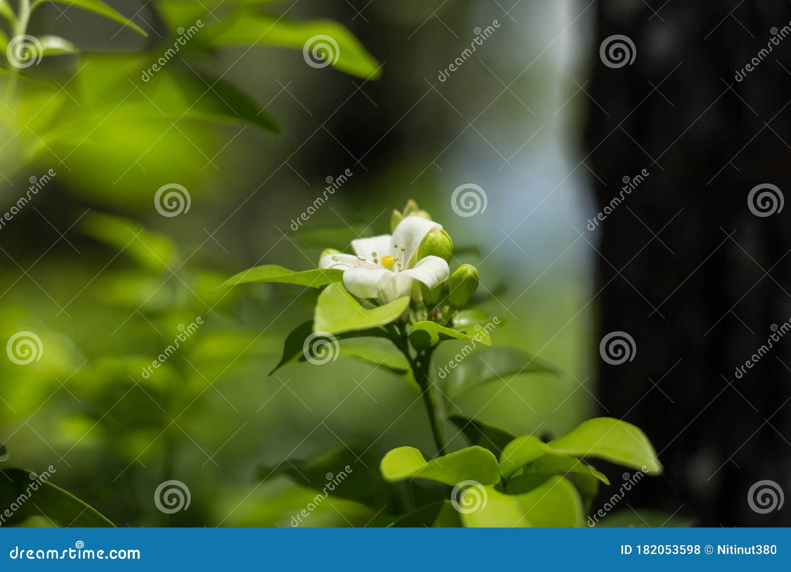 Orange Jessamine Flowers and Green Leaf Stock Photo - Image of fresh ...