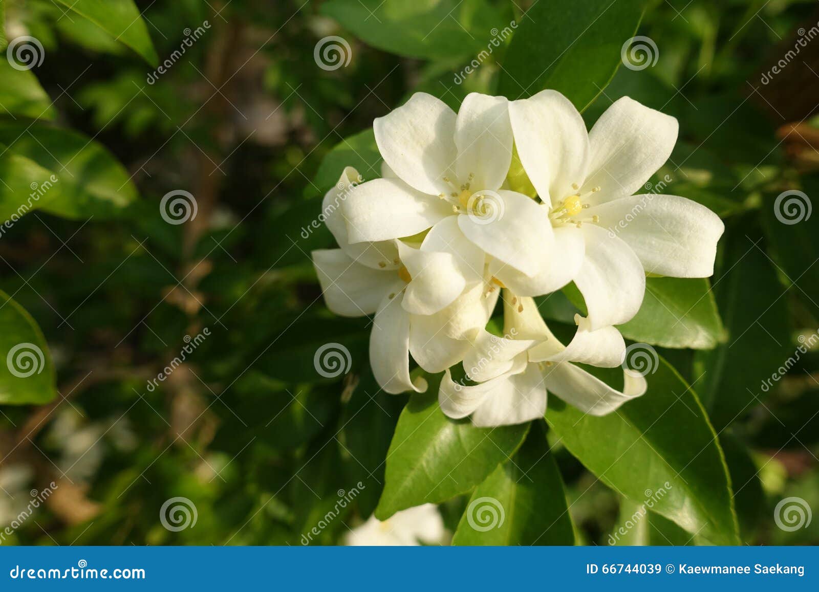 Orange Jessamine Leaf Disease Royalty-Free Stock Photo | CartoonDealer ...