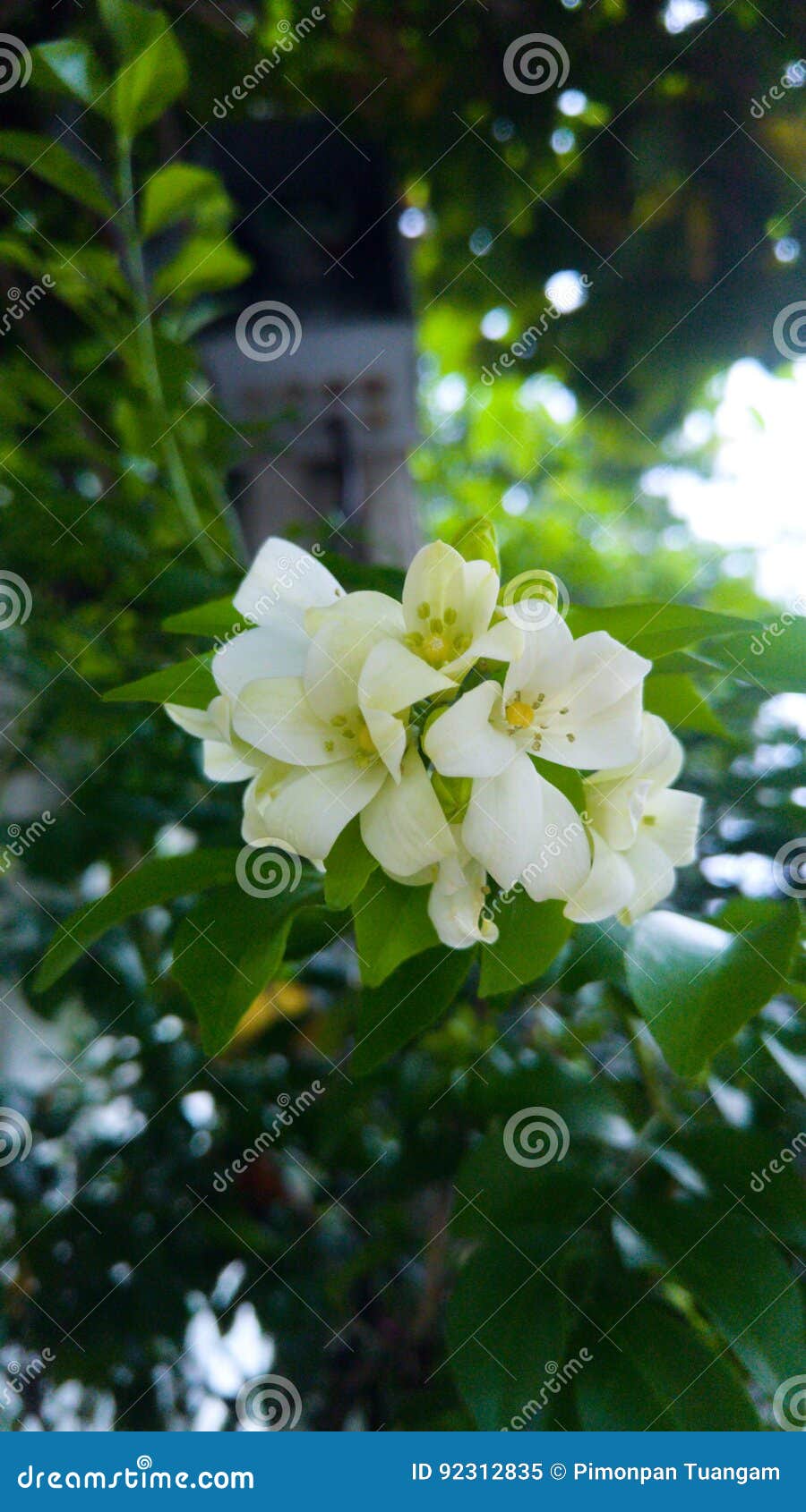 Orange Jessamine the White Flowers. Stock Image - Image of jessamine ...