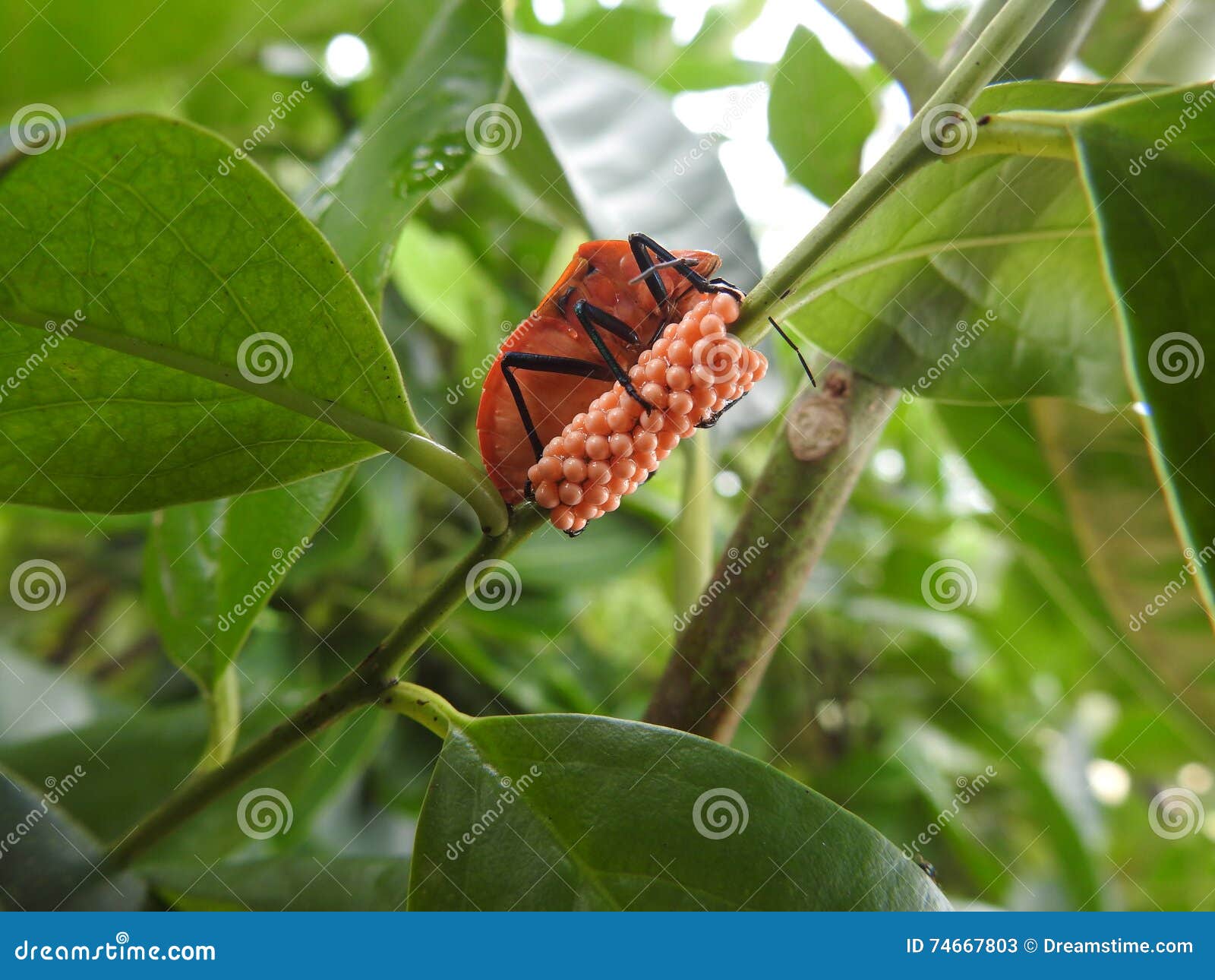 Orange Jewel Bug on Tree with Lots of Orange Eggs in Forest with Leaves ...