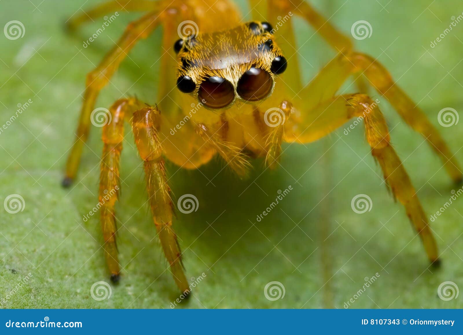 Orange jumping spider stock image. Image of garden, foliage - 8107343