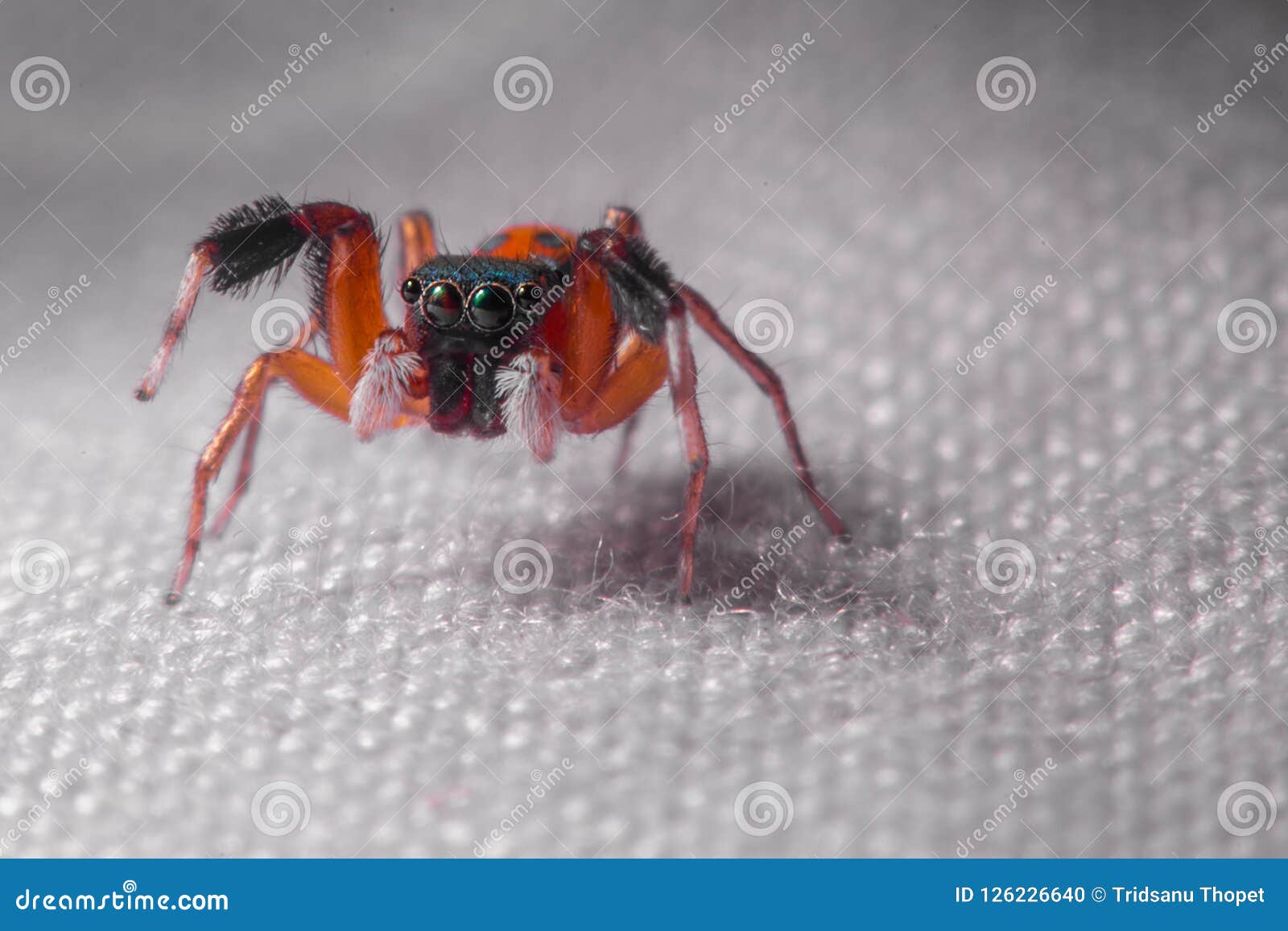 Orange jumping spider stock photo. Image of biology - 126226640