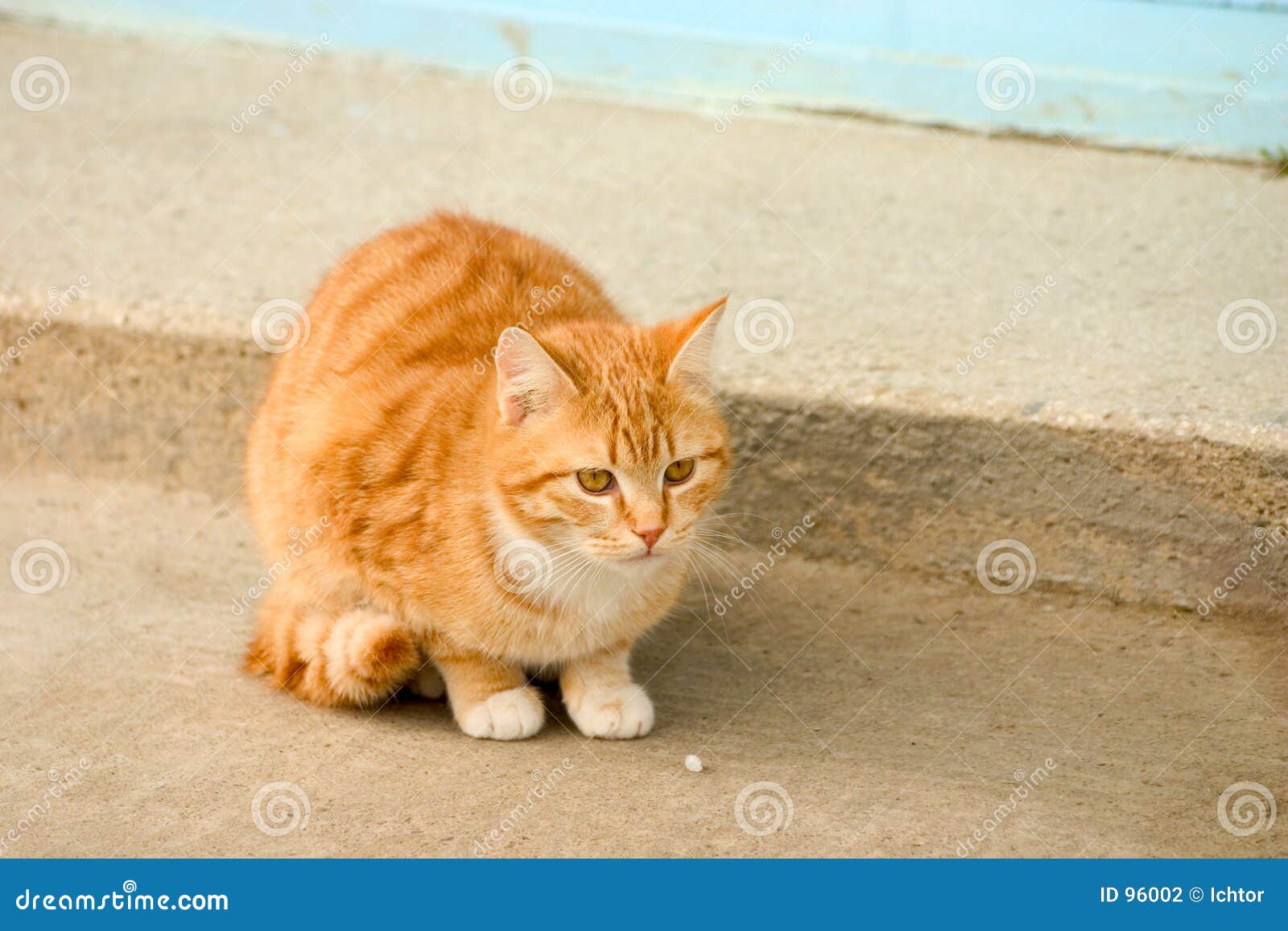 Orange Katze stockfoto. Bild von haltung, draussen, säugetier - 96002