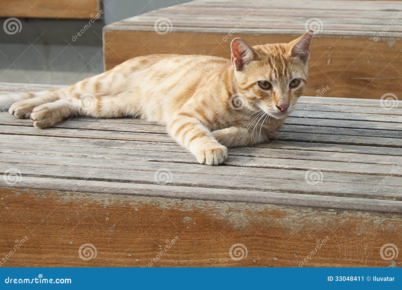 Orange Katze Der Getigerten Katze Stockbild - Bild von nett, relax ...