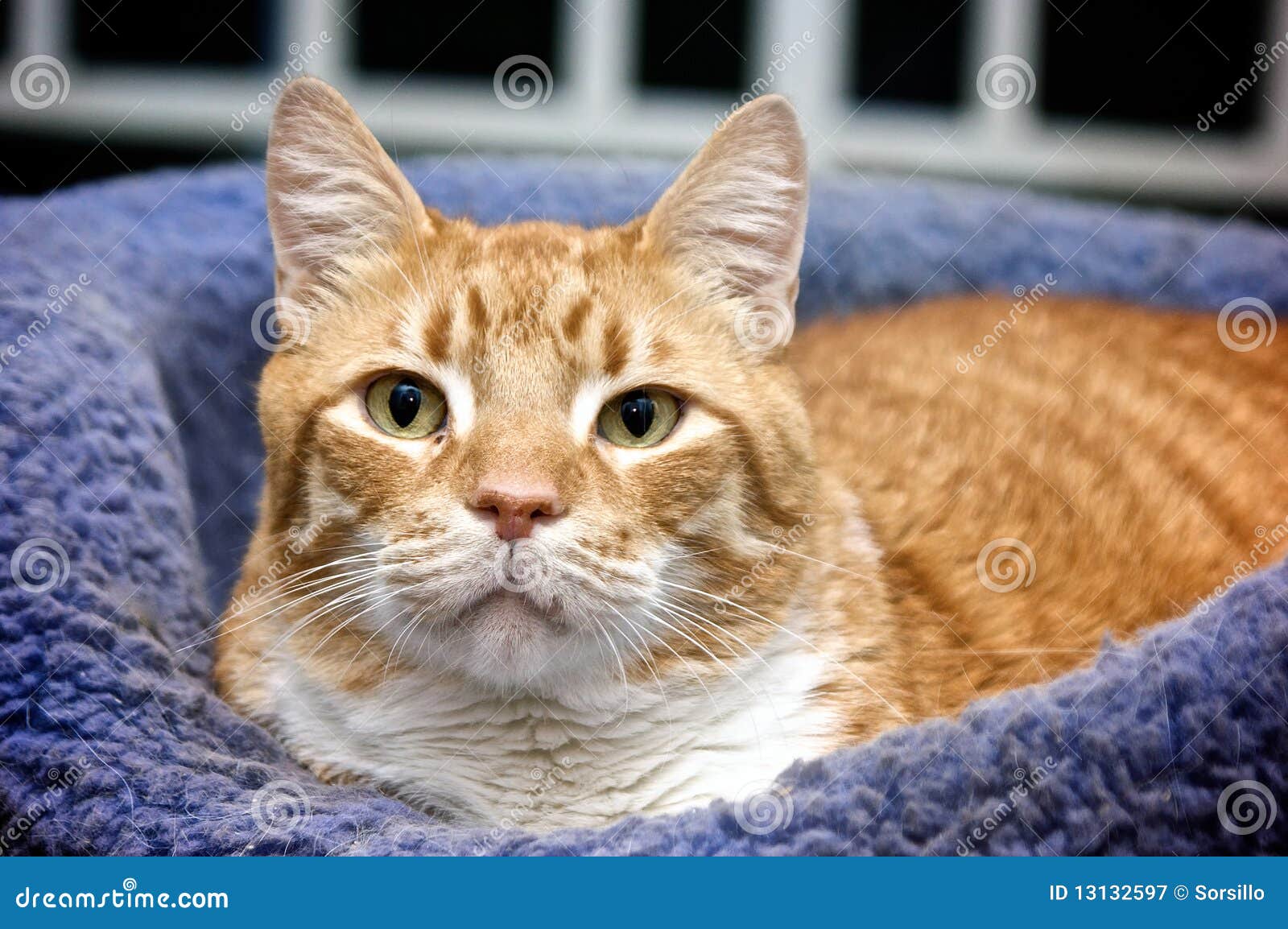 Orange Katze im Bett stockbild. Bild von gestreift, kontakt - 13132597