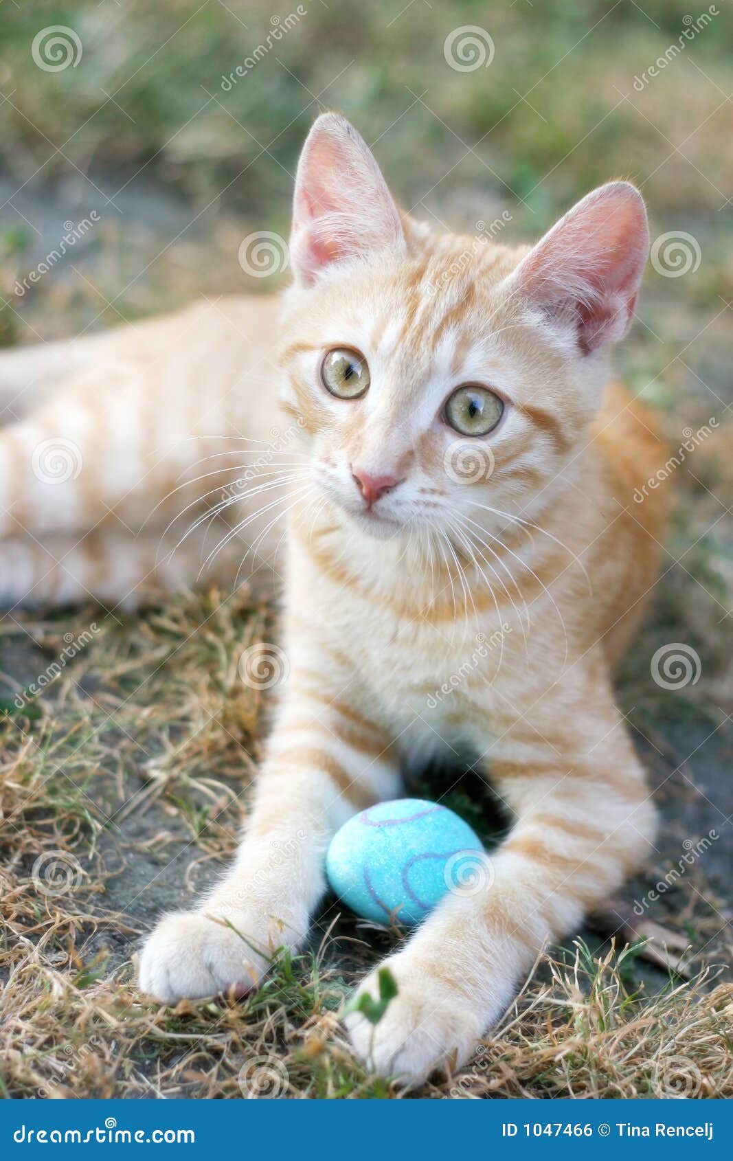 Orange Kitten stock photo. Image of orange, domestic, grass - 1047466