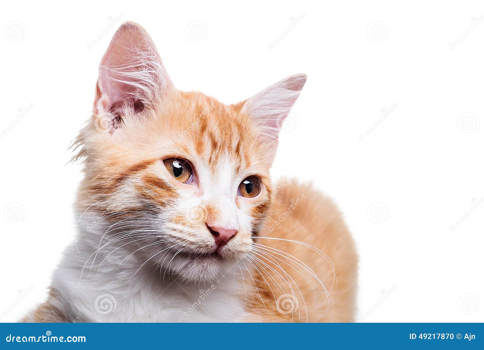 Orange Kitten stock photo. Image of lovely, whiskers - 49217870
