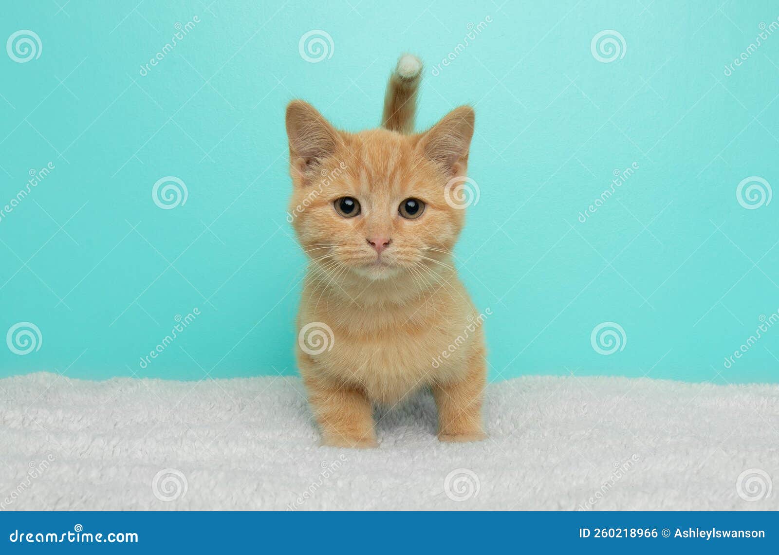Orange Kitten Cat Standing Up Stock Photo - Image of looking, rest ...