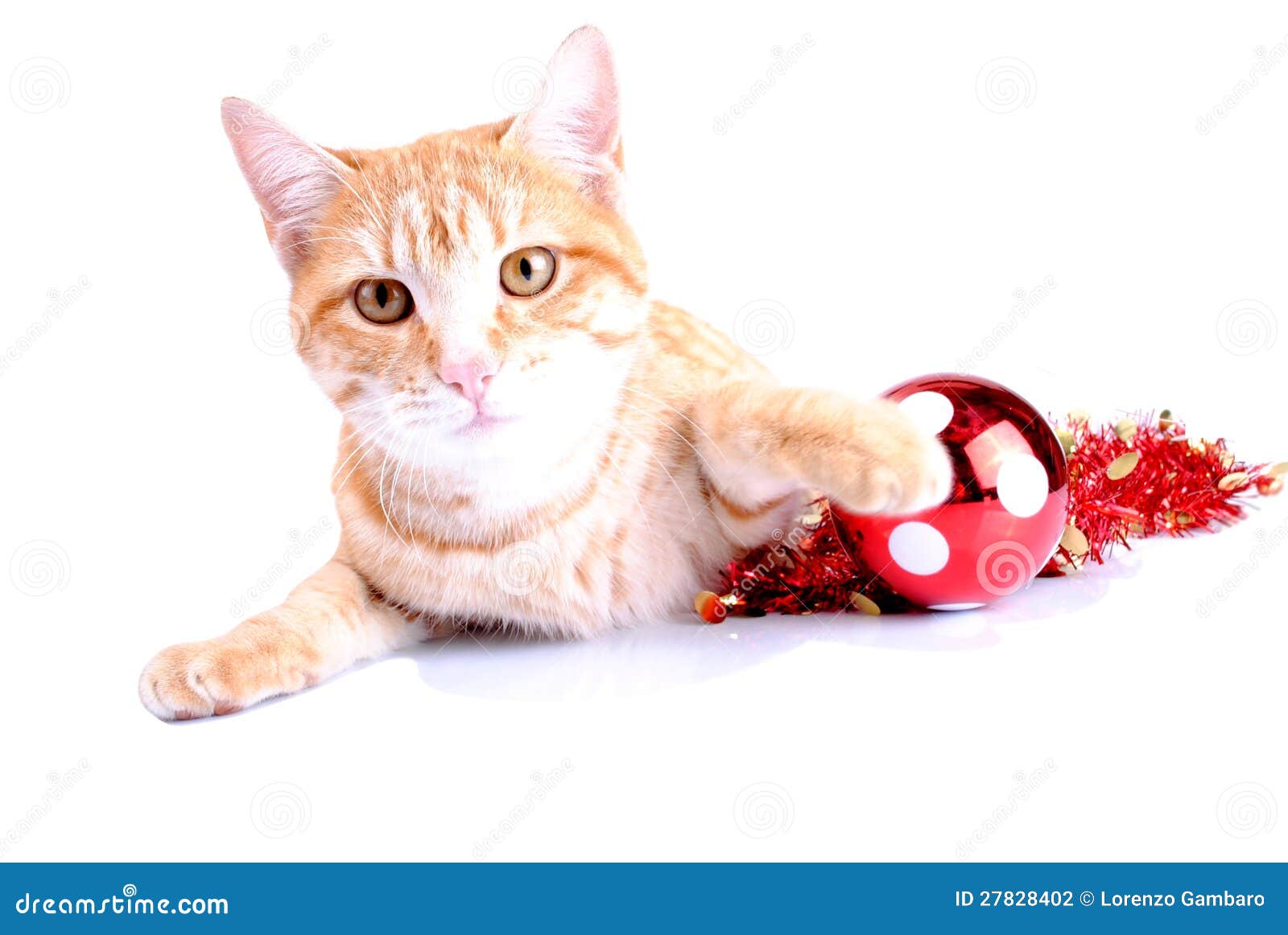Orange Kitten with Christmas Decorations Stock Photo - Image of young ...