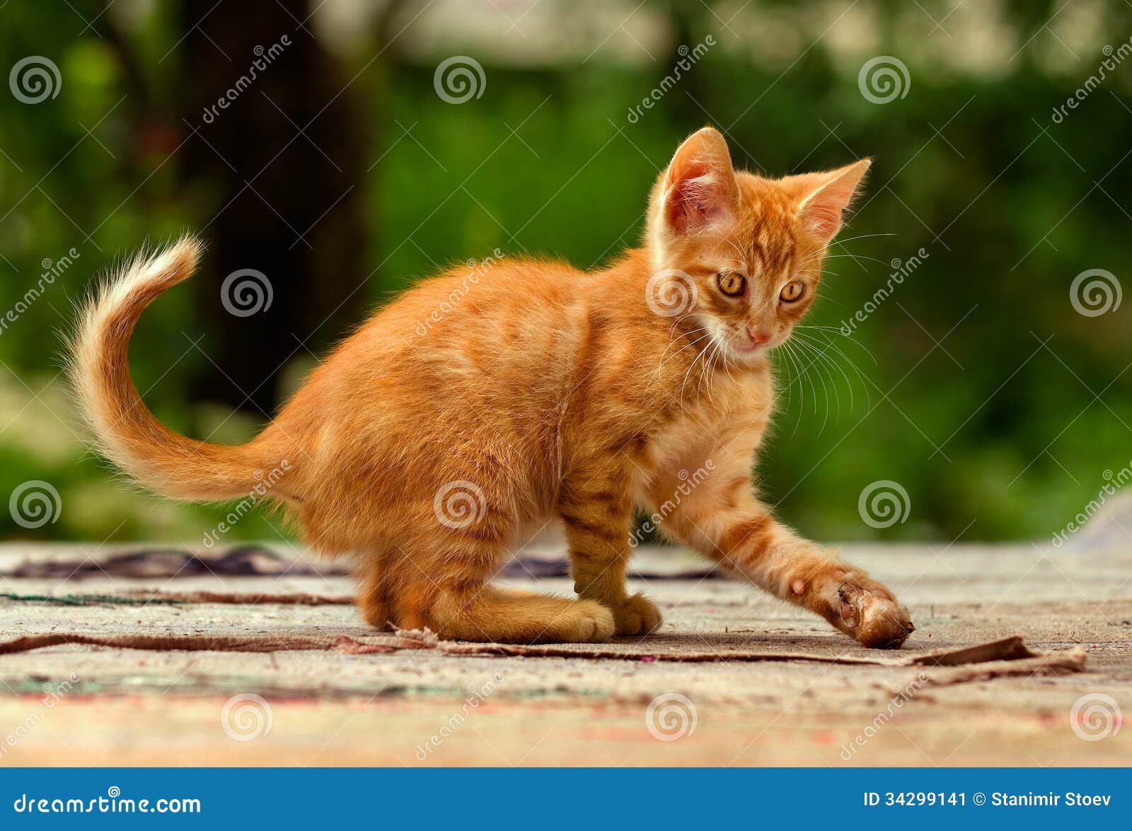 Orange kitten stock image. Image of background, fluffy - 34299141