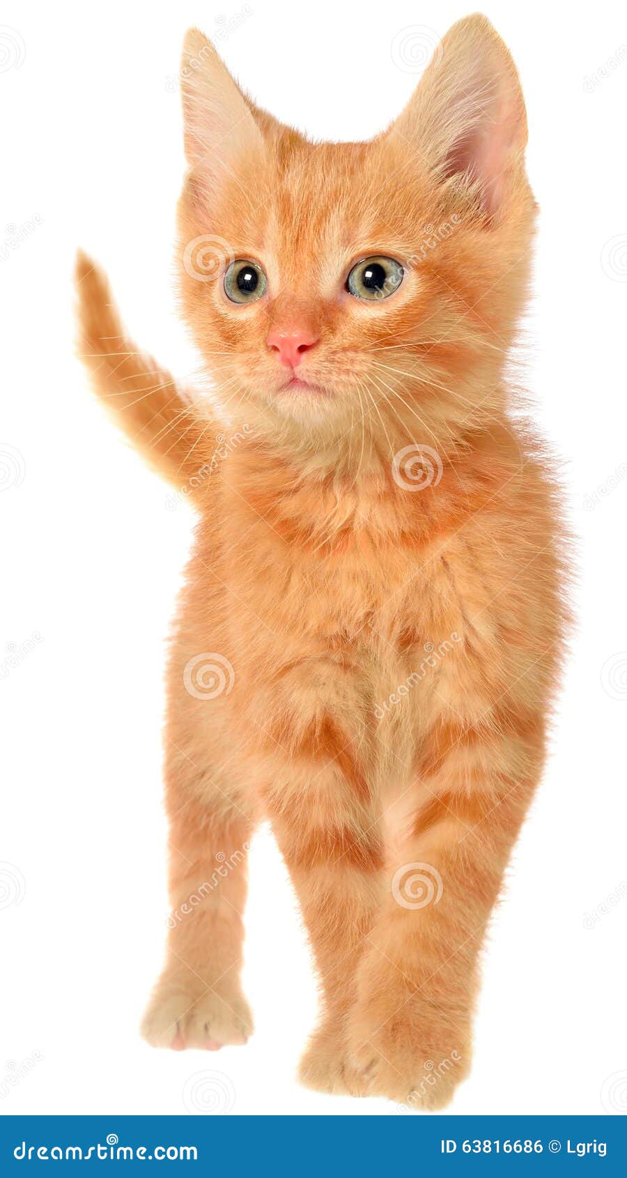 Orange kitten goes stock photo. Image of kitty, babbie - 63816686