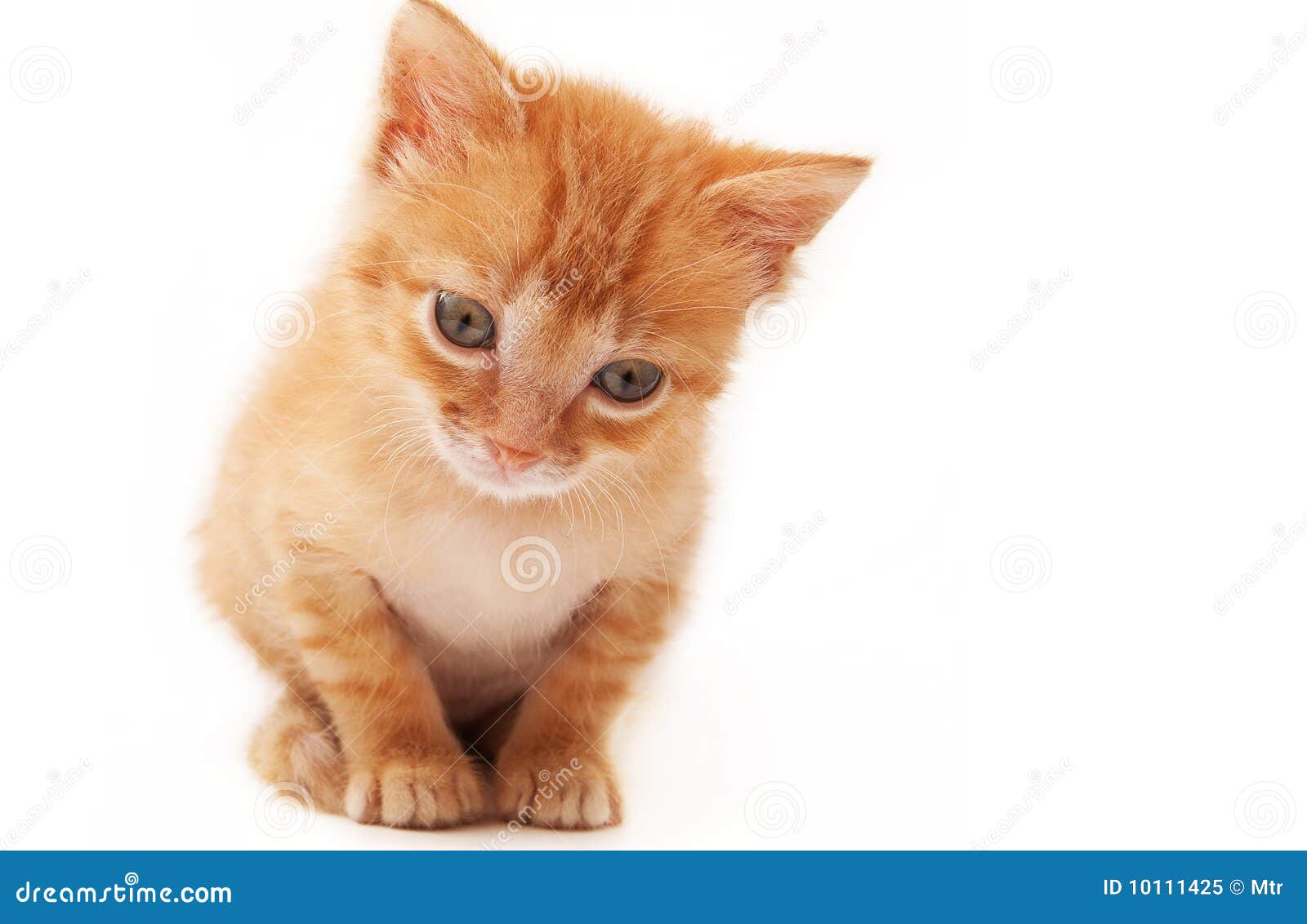 Orange kitten isolated stock image. Image of loving, puss - 10111425