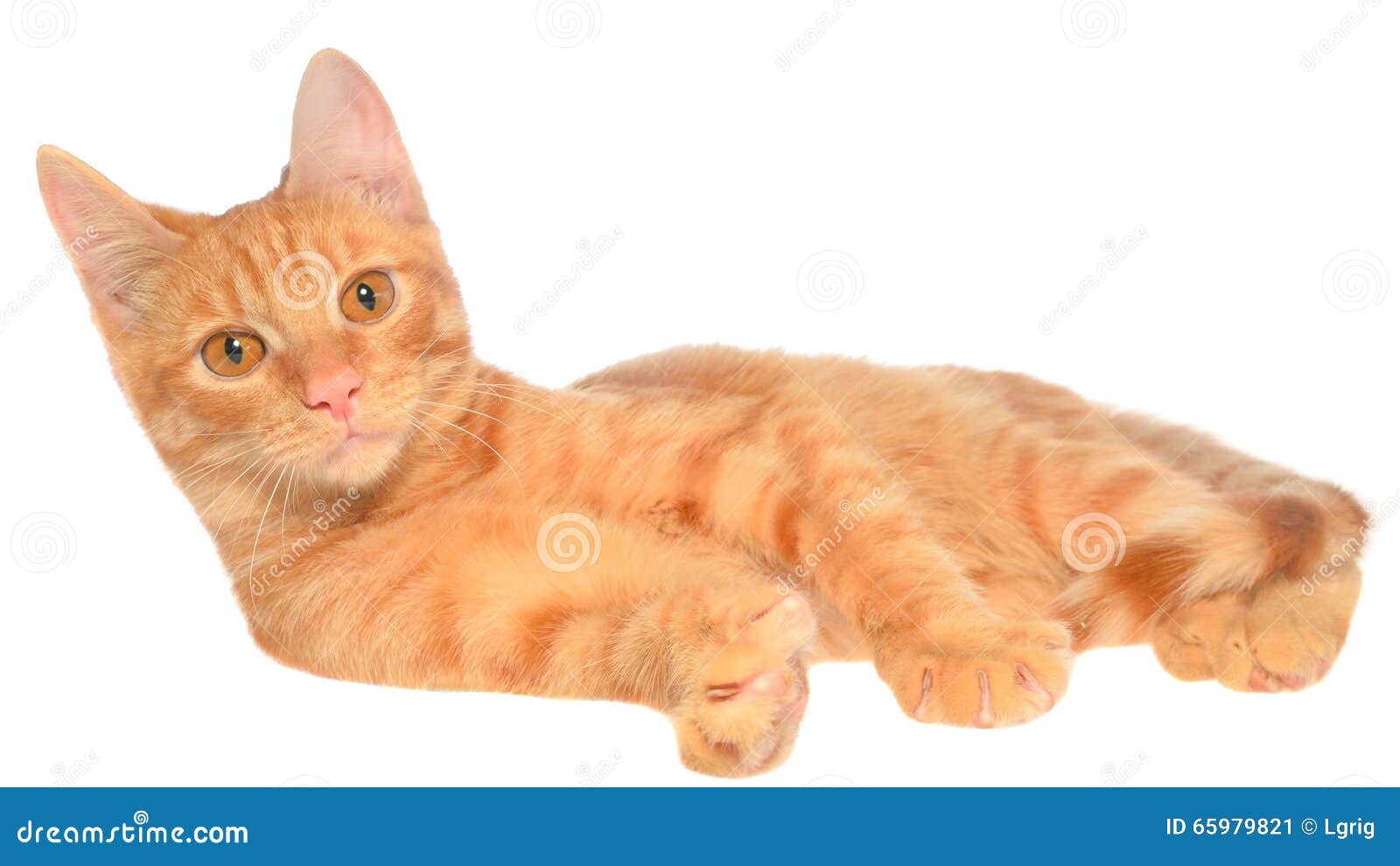 Orange Kitten Lay on a Side View Stock Image - Image of animal, carroty ...