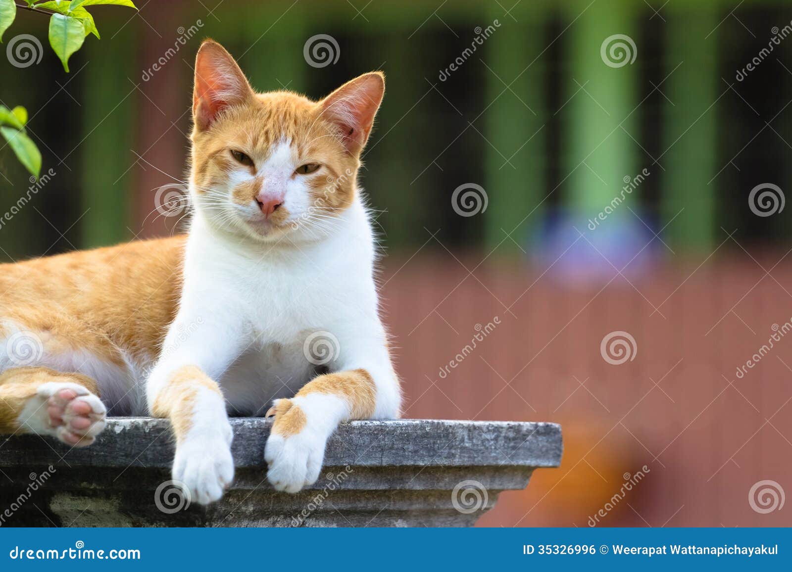 Orange kitty stock photo. Image of space, small, feline - 35326996
