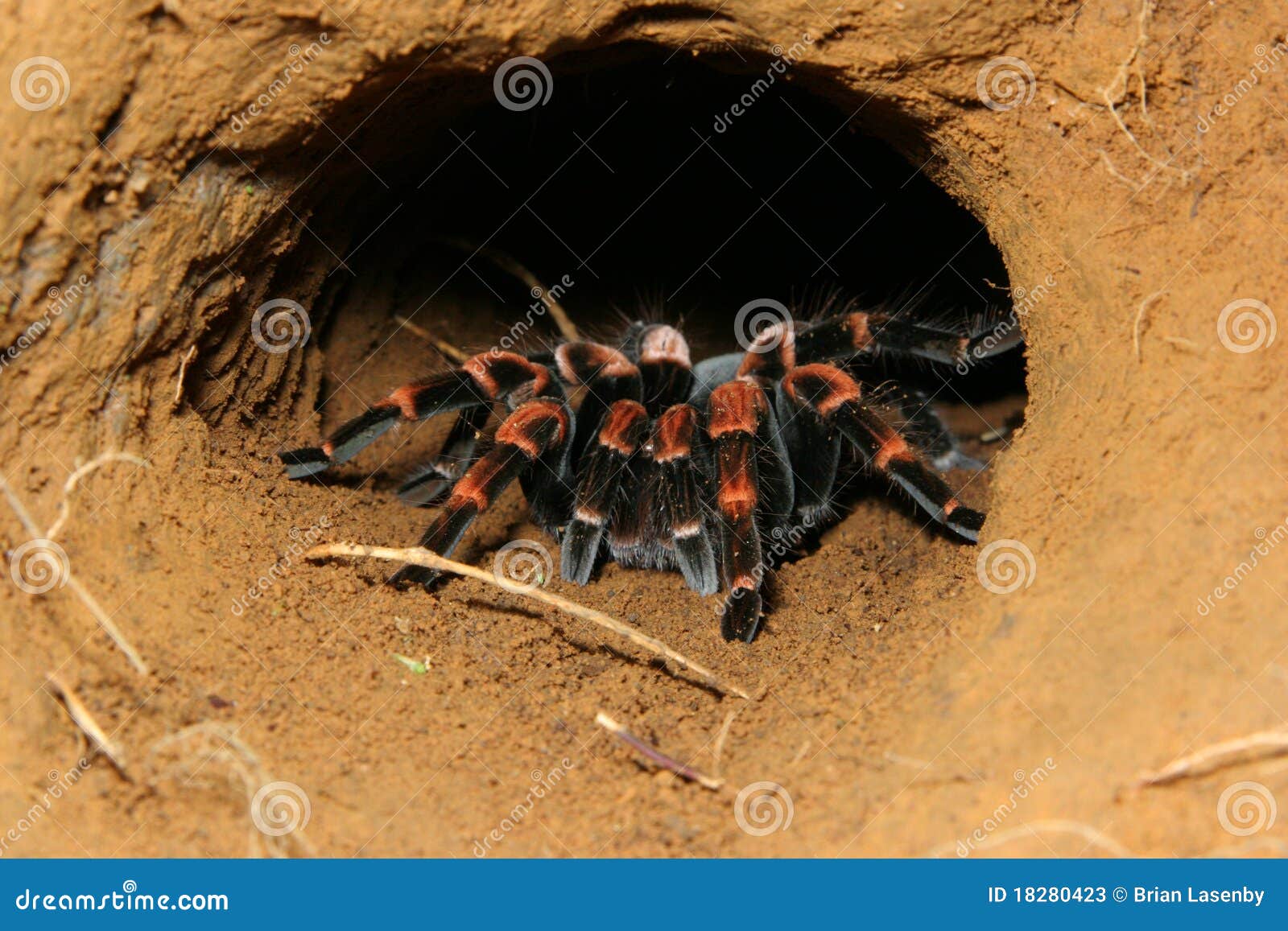 Orange Tarantula. Philippinus. Philippine Tangerine Is A Species Of ...