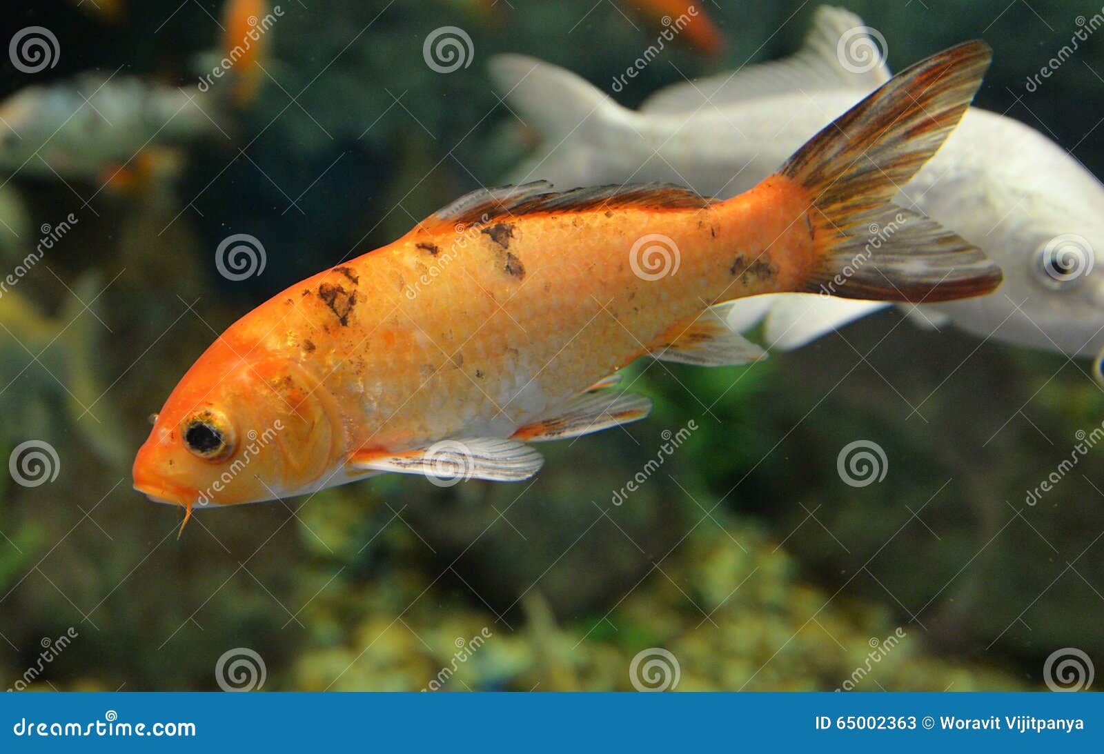 Orange Koi carp stock image. Image of white, aquatic - 65002363