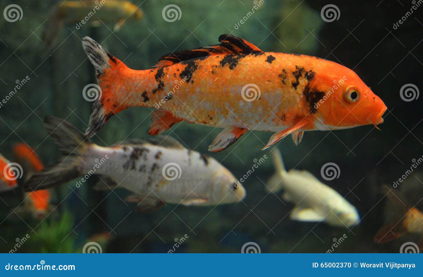 Orange Koi carp stock photo. Image of tropical, swim - 65002370