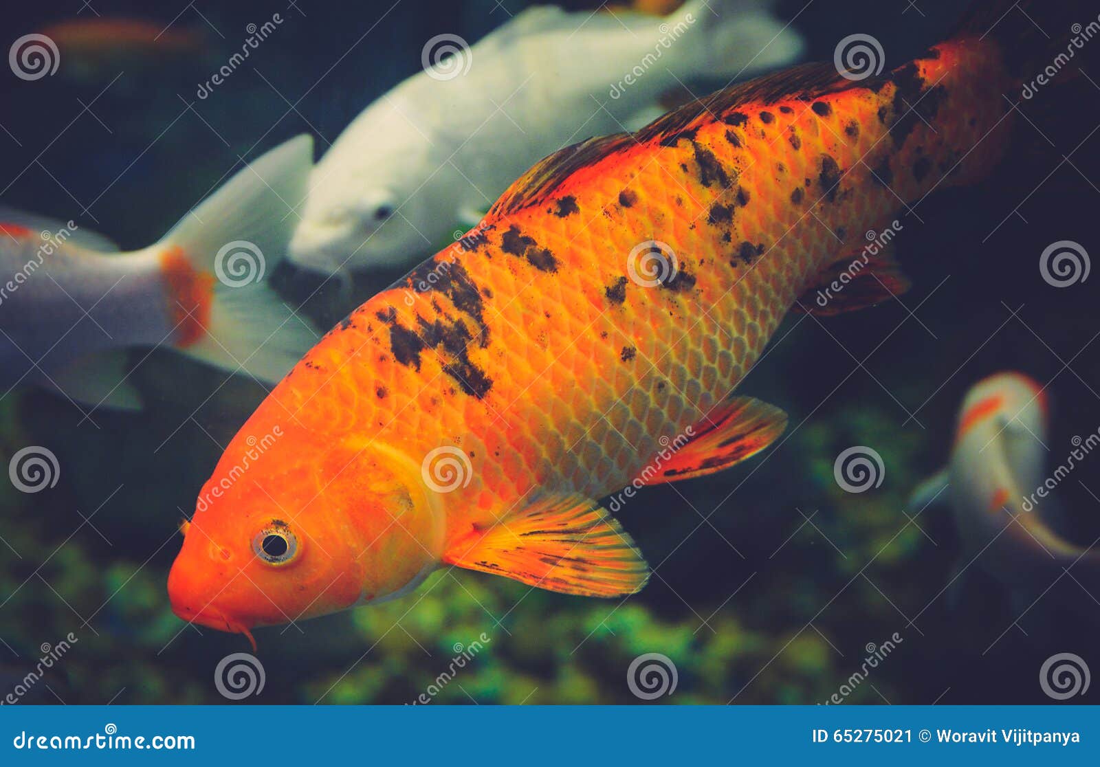 Orange Koi Carp