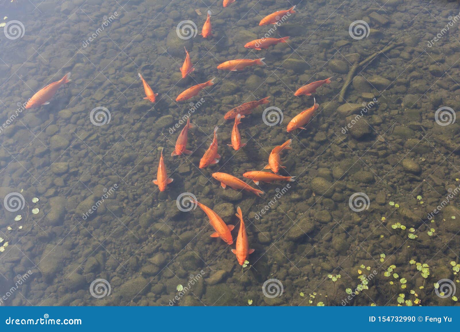 Orange koi fish stock photo. Image of china, wildlife - 154732990