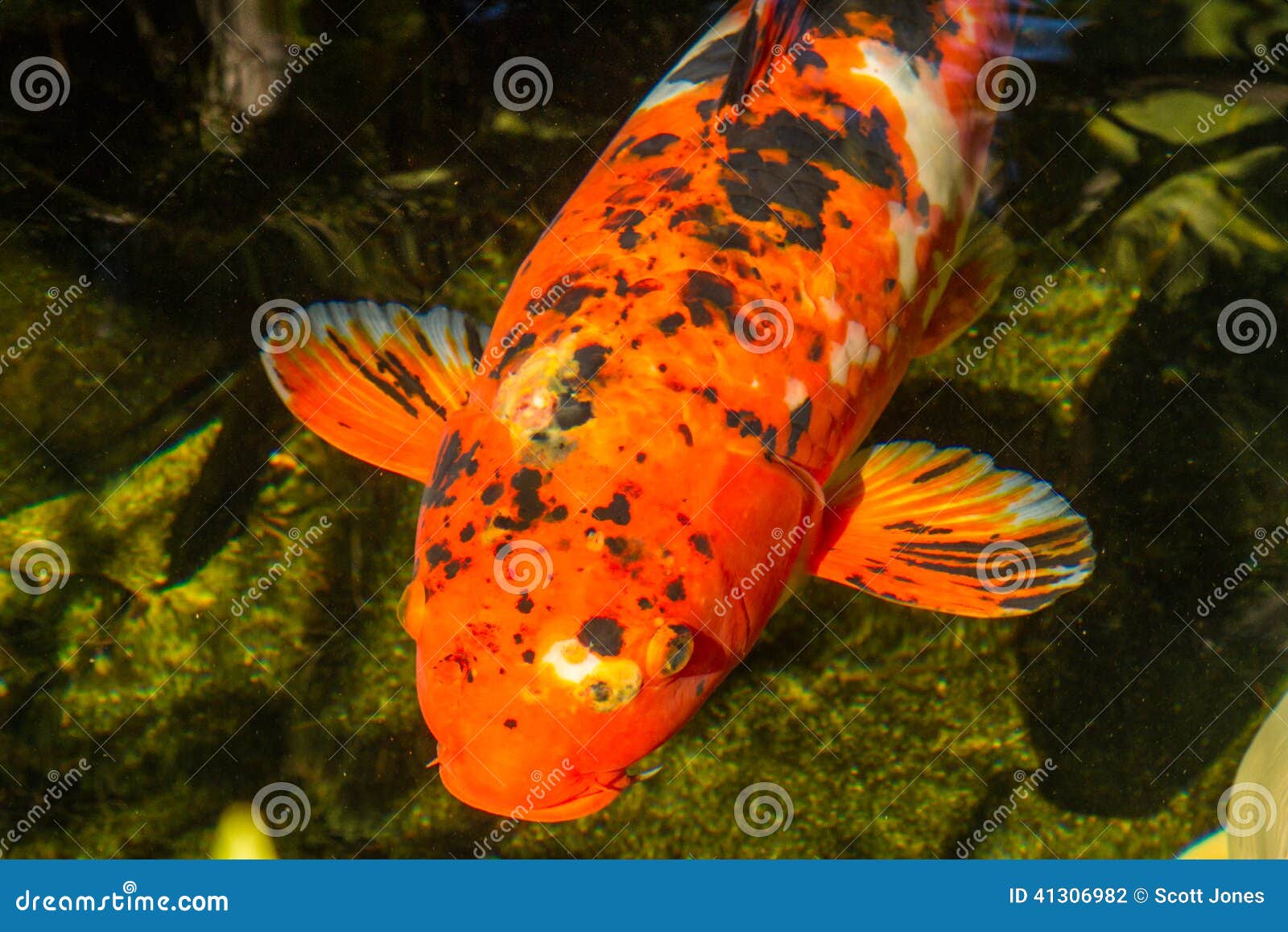 Orange Koi Fish stock photo. Image of fins, fish, pond - 41306982