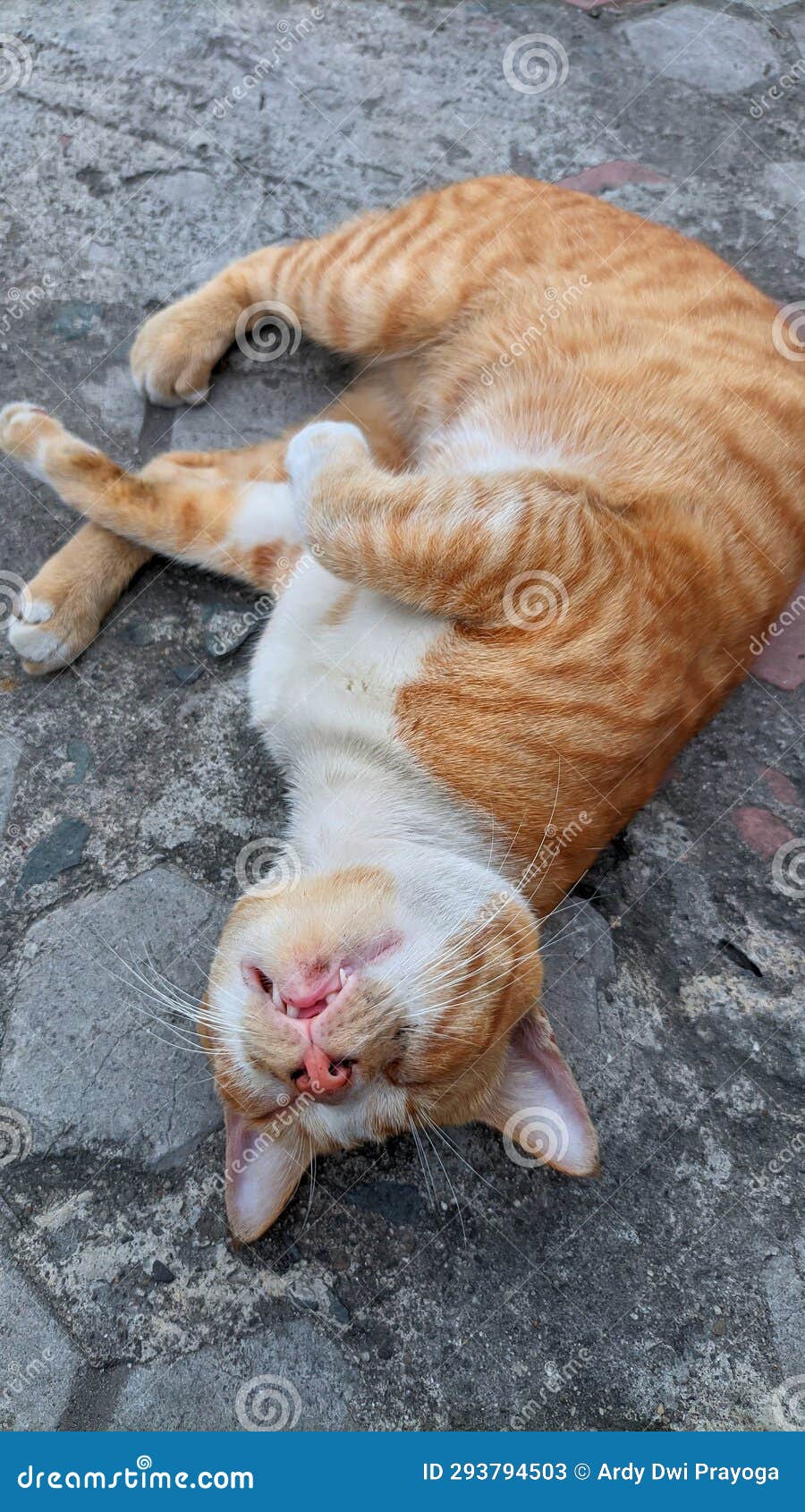 An Orange Kucing Kampung is Sleeping on the Road. Stock Image - Image ...