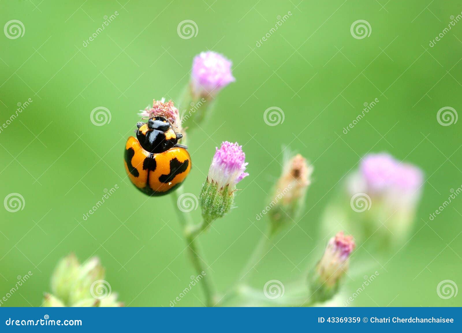 Orange lady bug stock image. Image of color, macro, cling - 43369359
